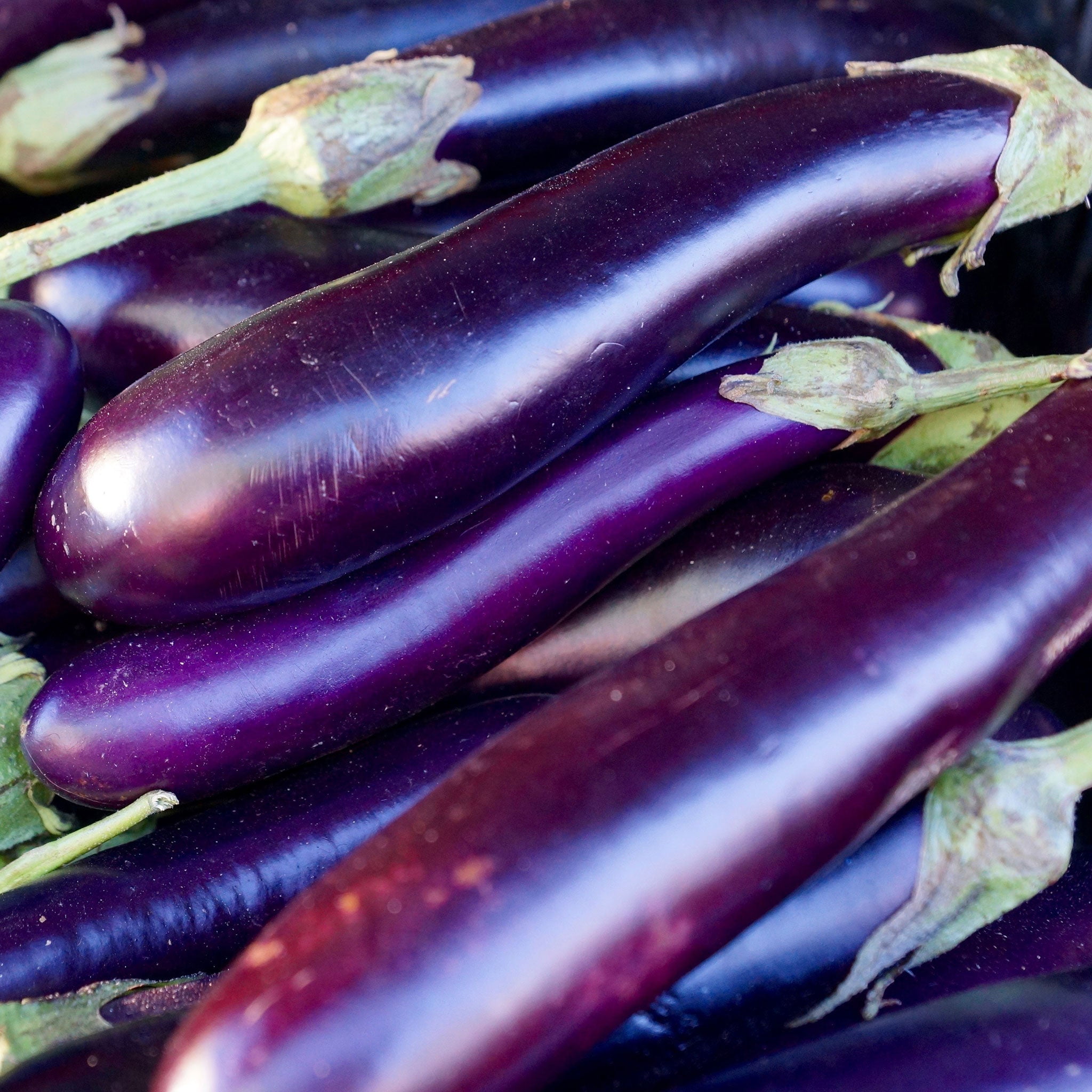 Eggplant Seeds (Organic) - Long Purple - Packet - Vegetable Seeds ...
