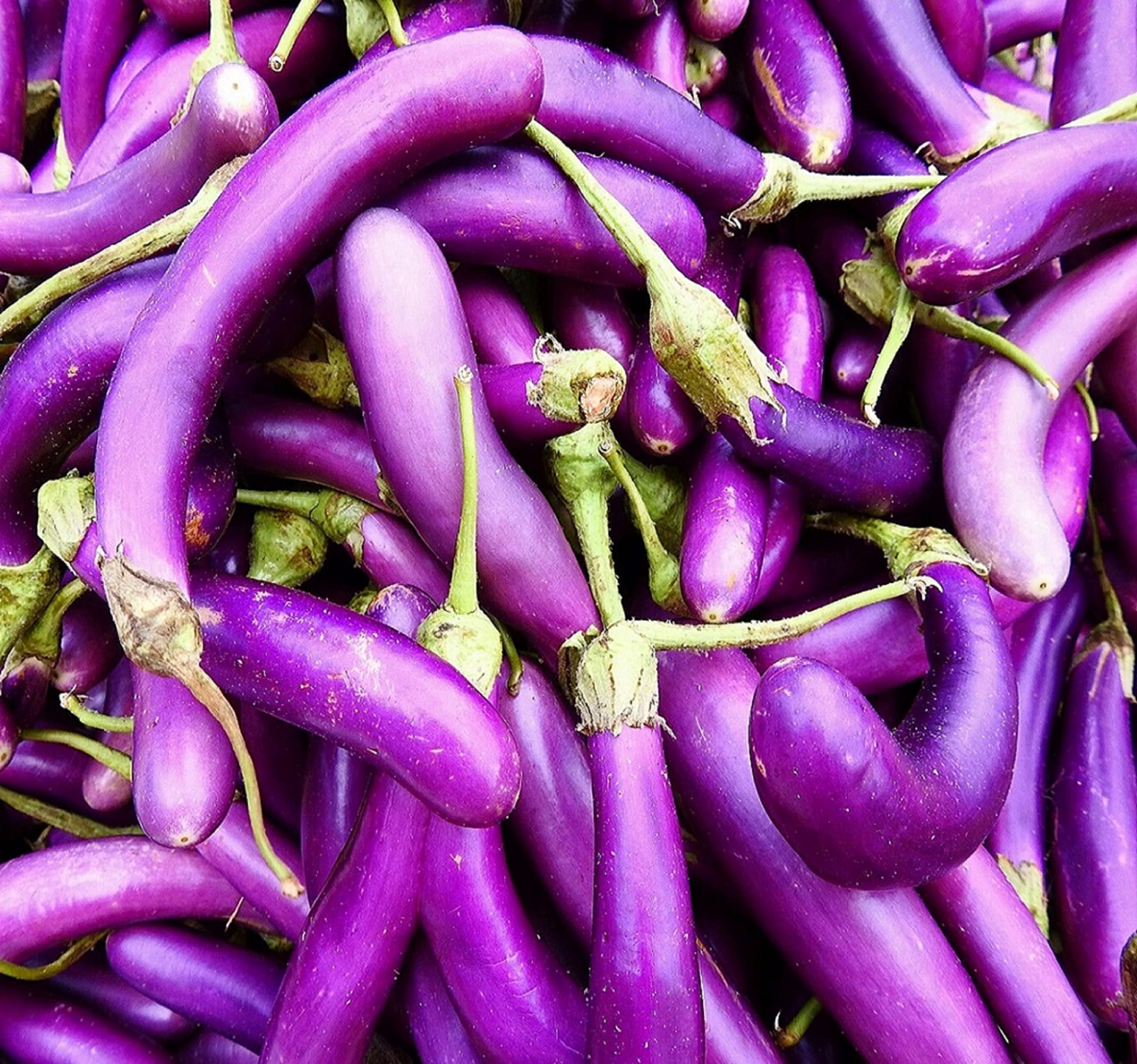 2240 Sugar Ann AJH3 Snap Pea Seeds for Planting Organic Heirloom Non ...