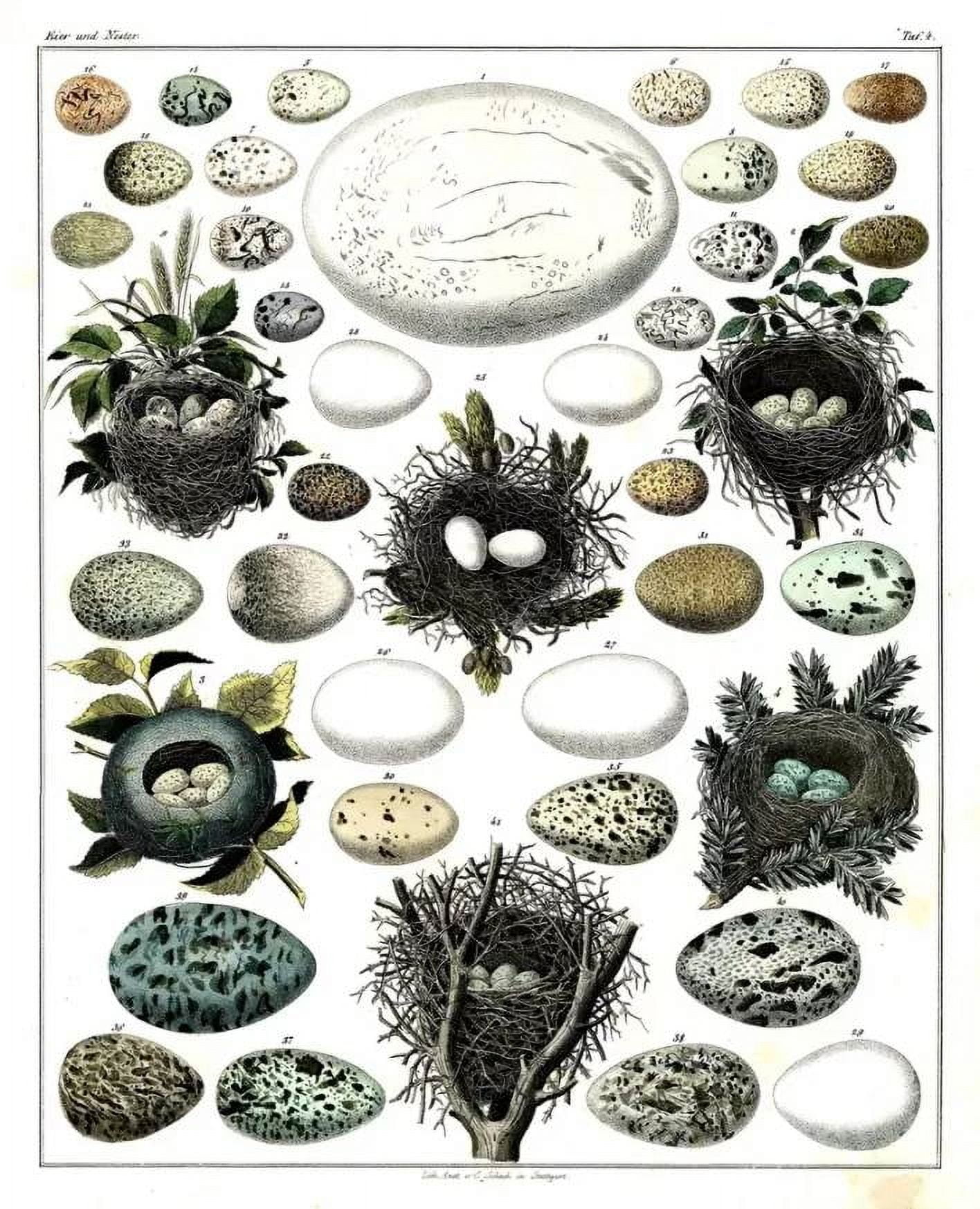 .Eggs.nests.variety.birds.nature.POSTER.Decoration.Graphic 16 x 24 Inch ...