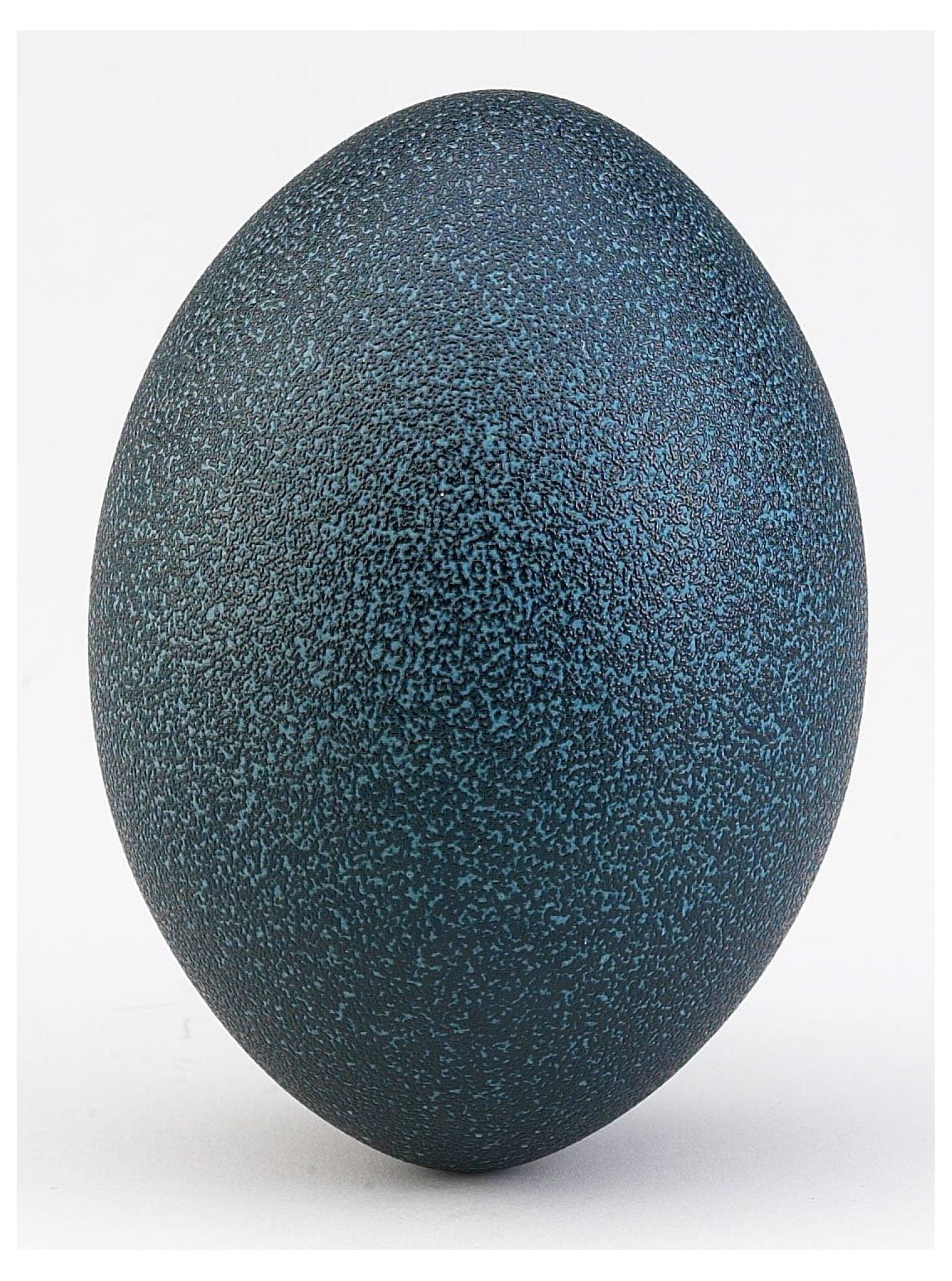 Eggshell, Real Cleaned, 5" Tall, Deep Green and Black - Walmart.com