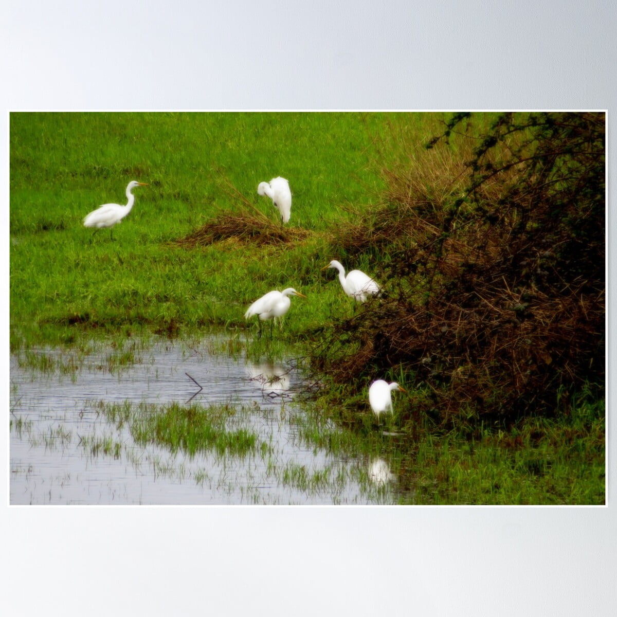 Egrets...Coquille, Oregon Poster Wall Art, Modern Wall Decor For Living ...