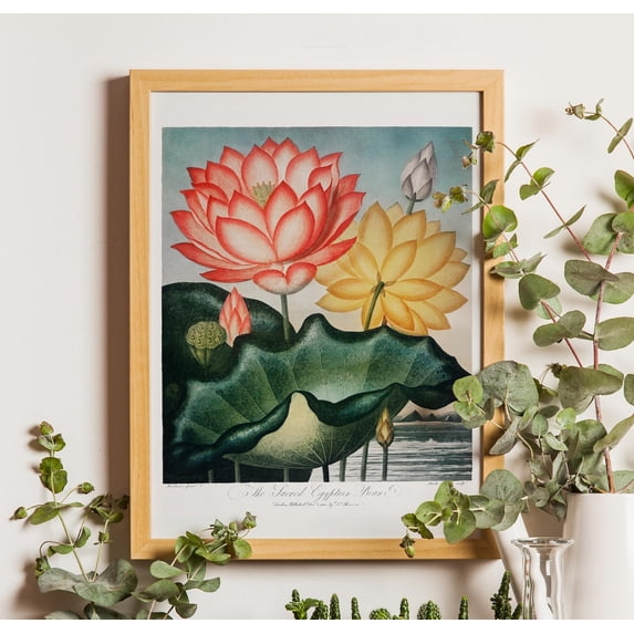 Egyptian Bean Floral Poster Robert John Thornton Botanical Art Poster ...