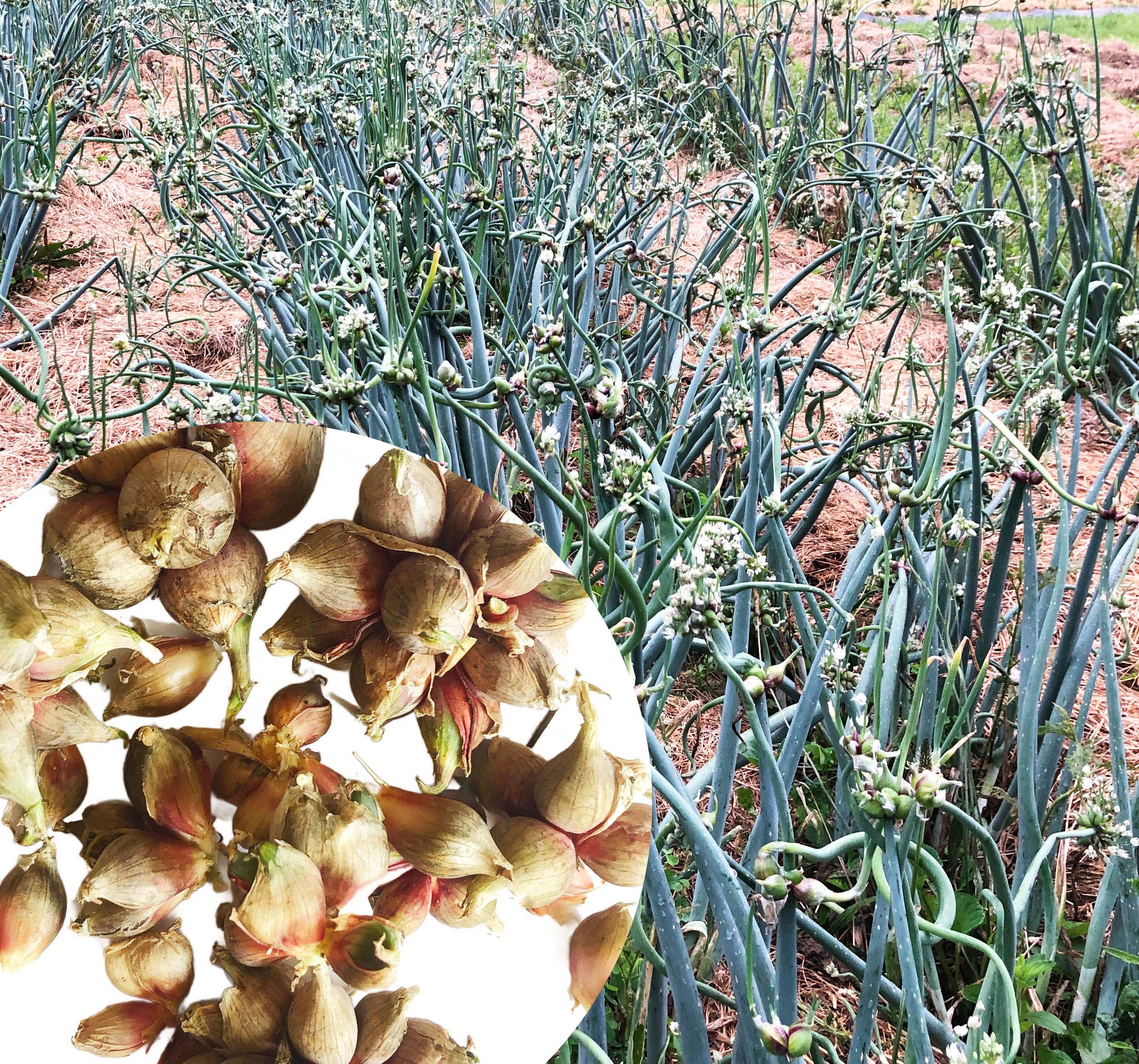 Egyptian Walking Perennial Onion (Allium x wakegi) Bulbils - 4 oz ...