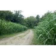 Wheat Cover Crop Seeds - Non-GMO Winter Wheat - Deer & Turkey Food Plot ...