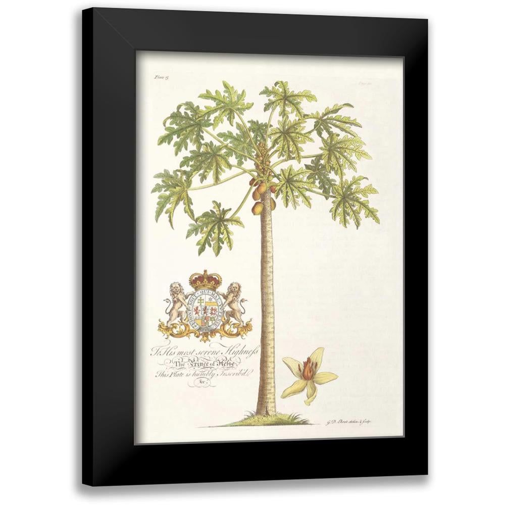 Ehret, Georg 11x14 Black Modern Framed Museum Art Print Titled - Papaya ...