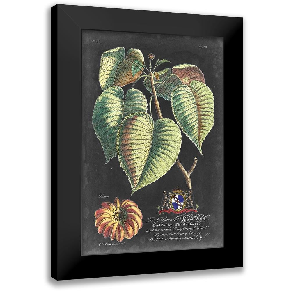 Ehret, George 11x14 Black Modern Framed Museum Art Print Titled ...