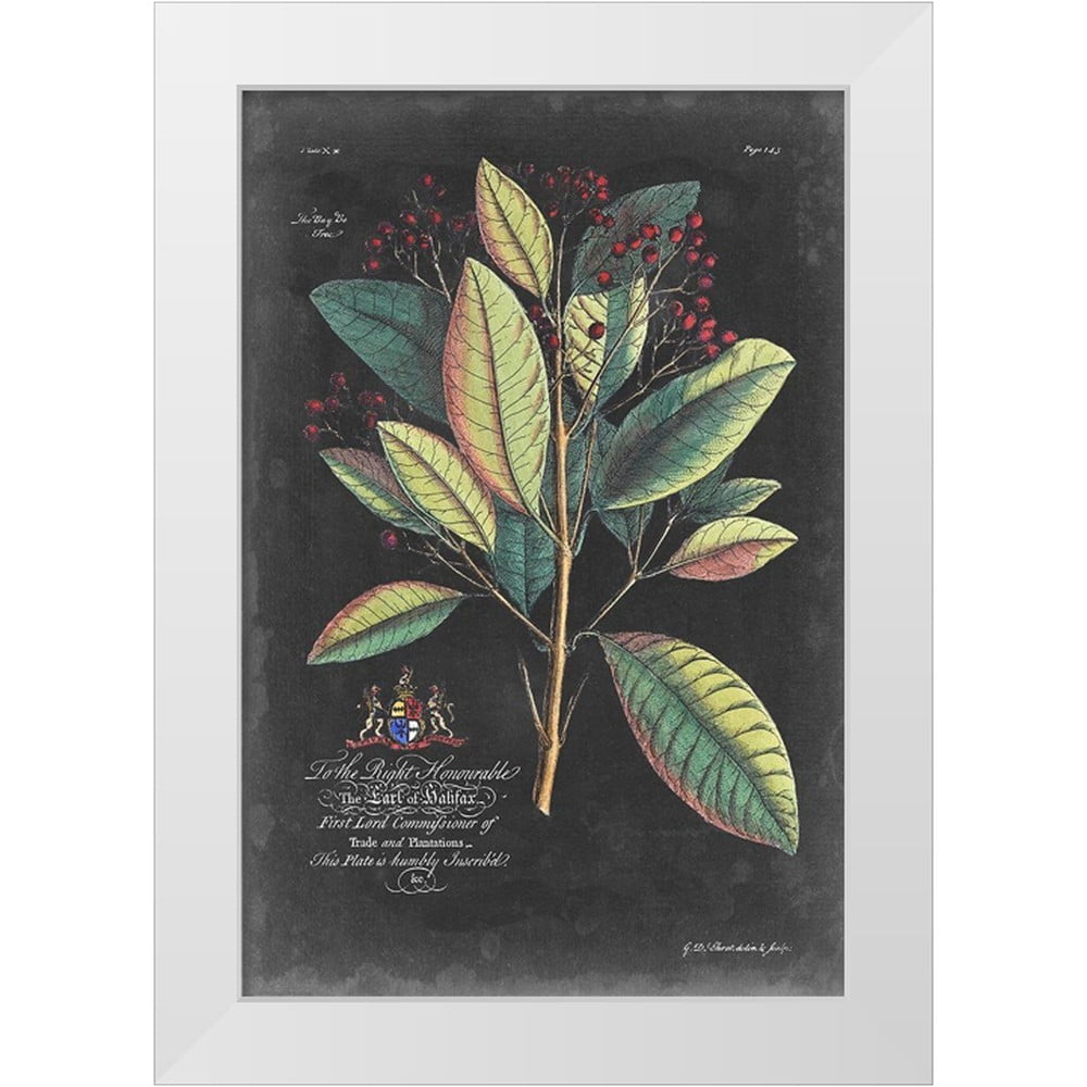 Ehret, George 11x14 White Modern Wood Framed Museum Art Print Titled ...