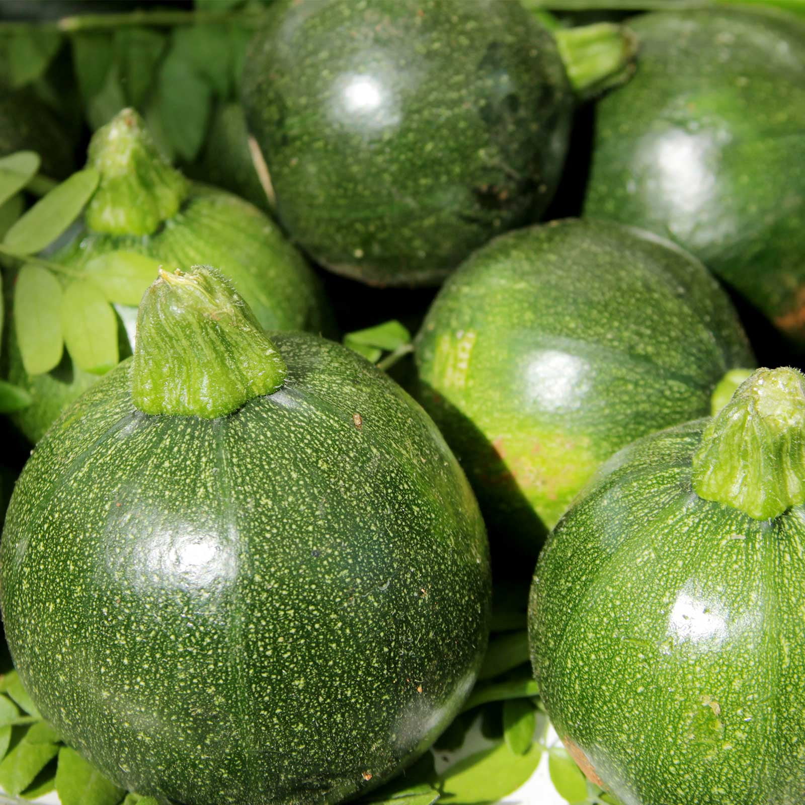 Eight Ball Hybrid Zucchini Summer Squash Garden Seeds - 100 Seeds - Non ...