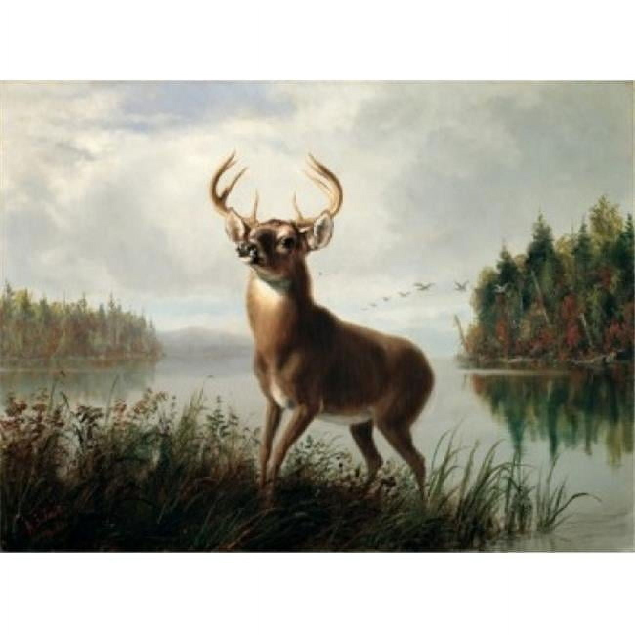Eight Point Stag Arthur Fitzwilliam Tait 1819-1905 American Poster ...