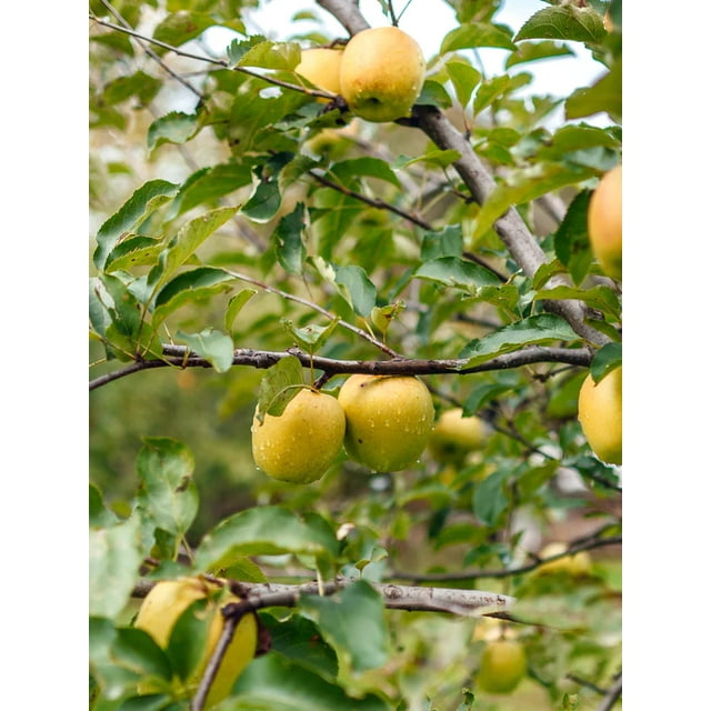 Ein Shemer Apple Tree 3 Gallon Potted Fruit Plant Pixies Gardens ...