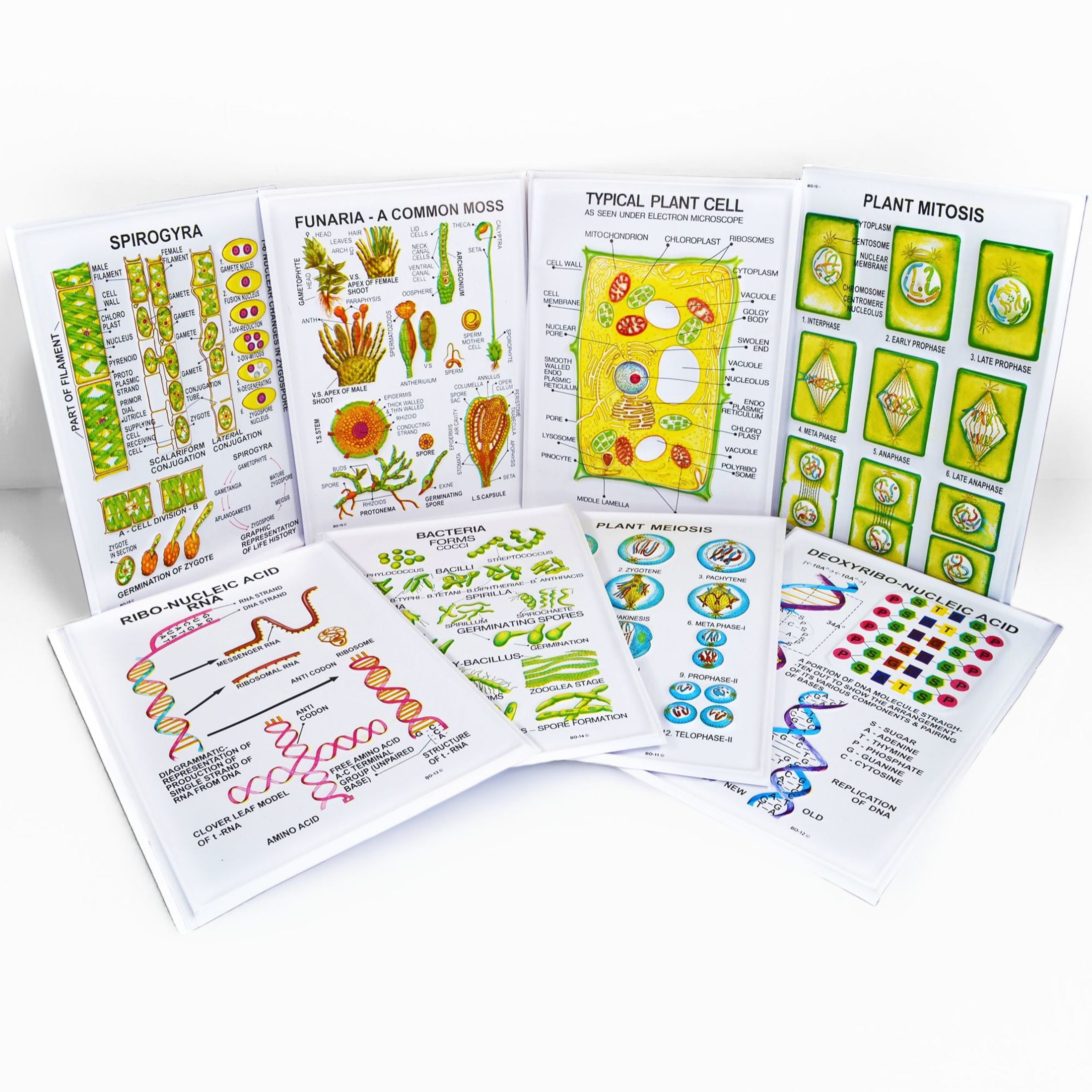 Eisco - General Botany-II Chart Set of 8 - Textured Reliefs of Plant ...