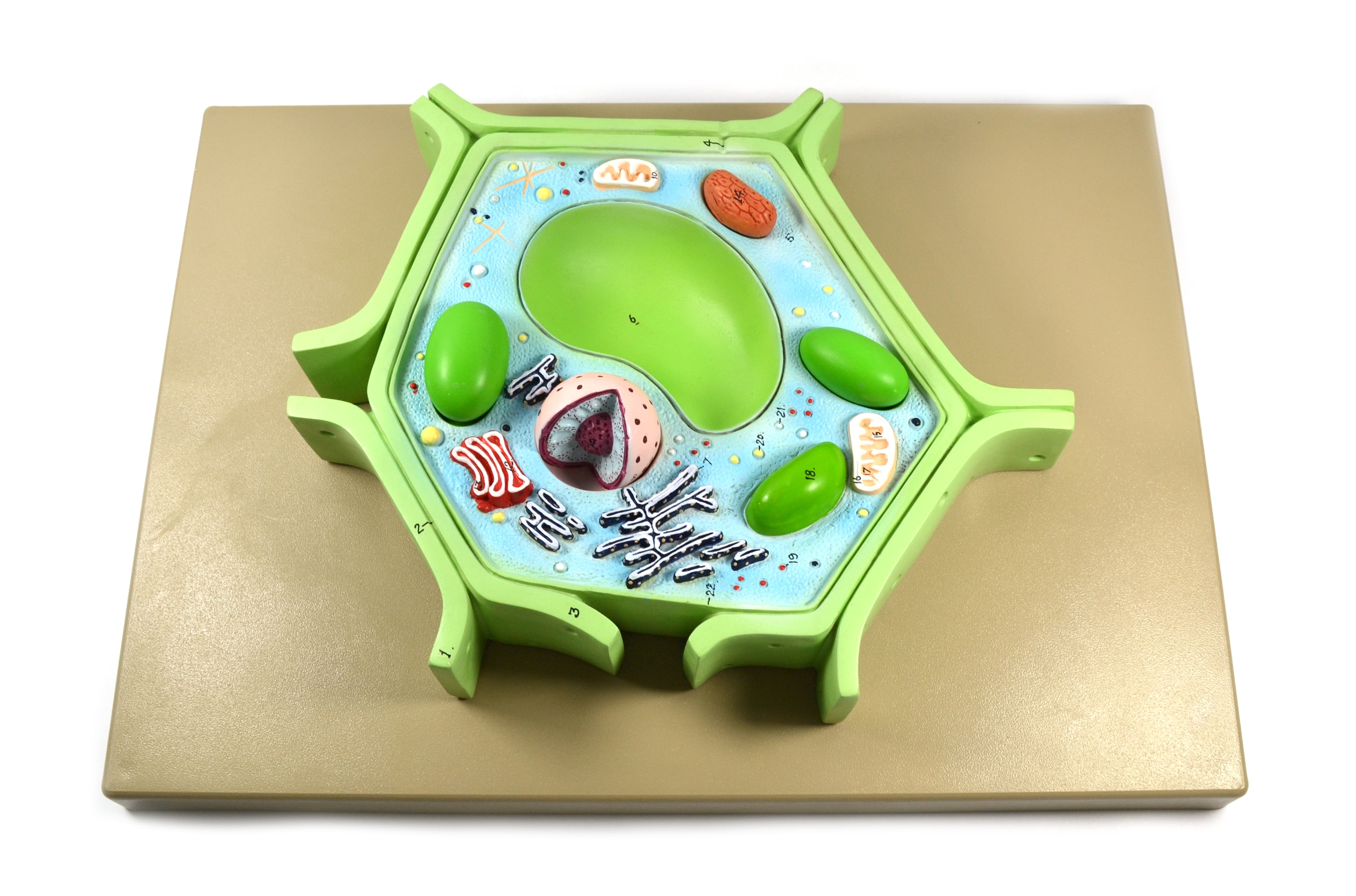 Eisco Labs 4 Part Plant Cell Model on base; chloroplast, mitochondrion ...