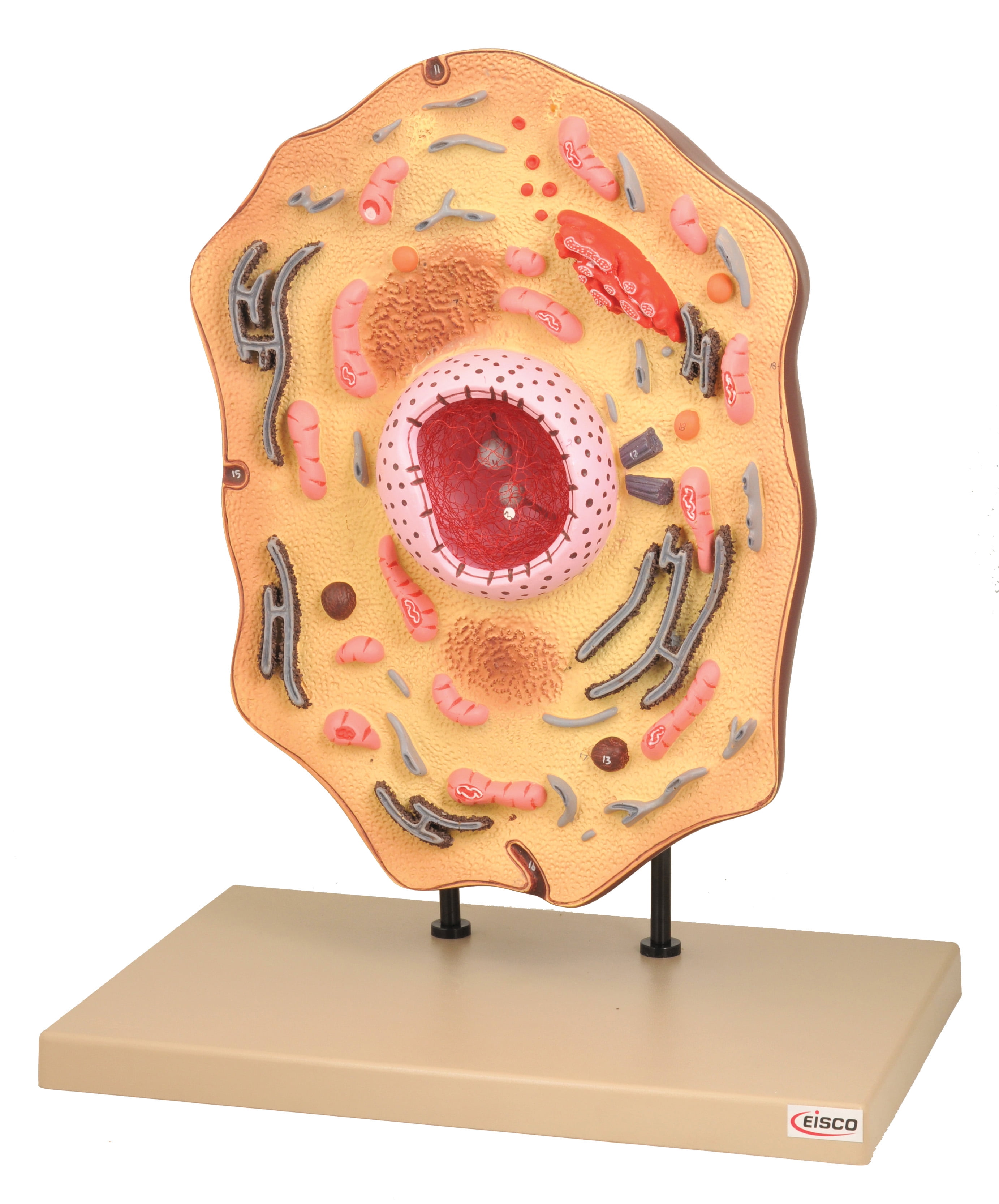 Eisco Labs Animal Cell Model, Hand Painted - Walmart.com