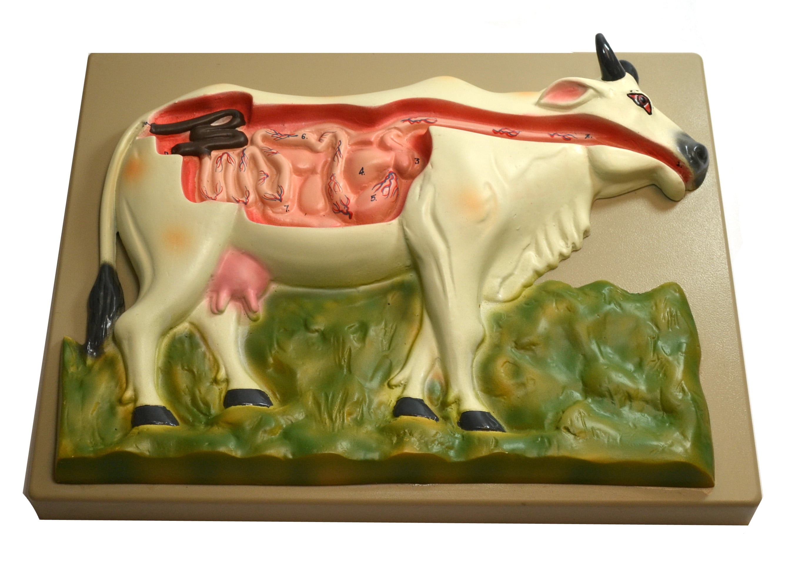 Eisco Labs Cow Digestive System Model - Walmart.com