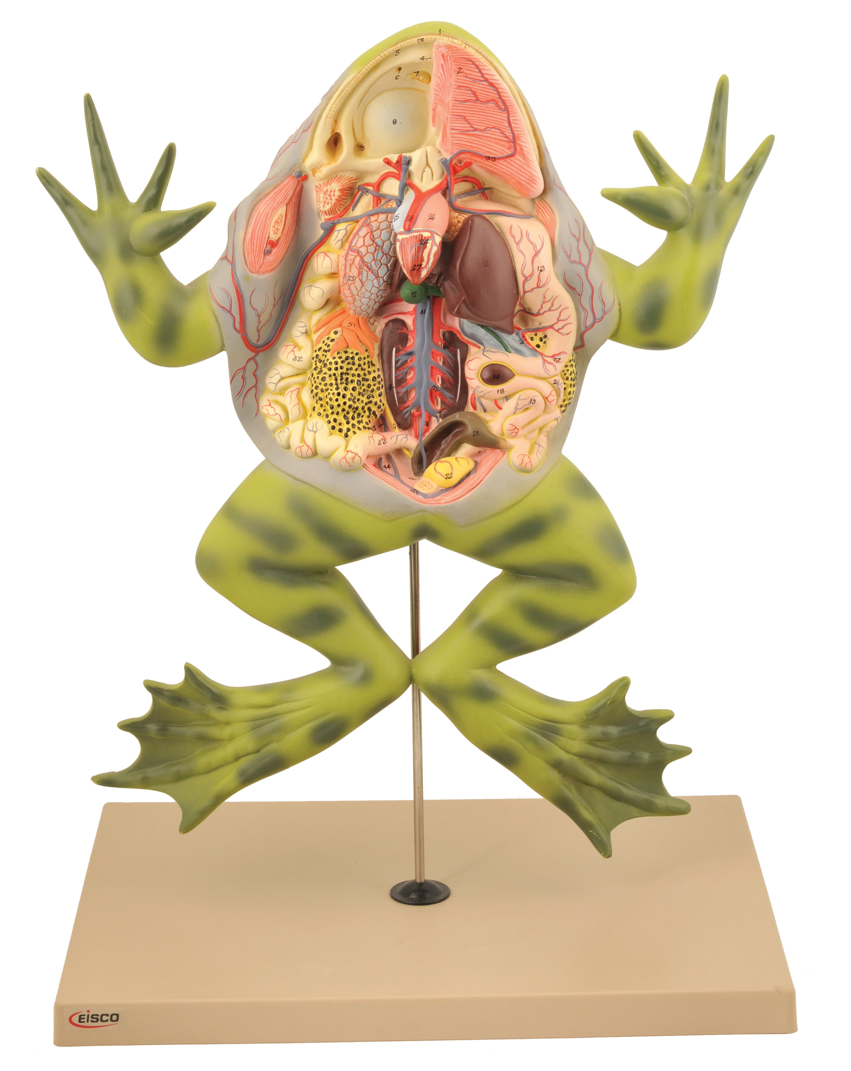 Eisco Labs Frog Dissection Model with open back (Bull Frog); on stand - Walmart.com