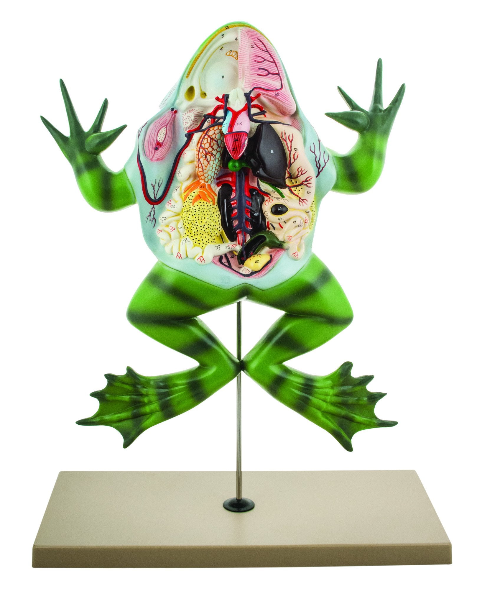 Eisco Labs STEM Teaching Frog Dissection Model on Stand, Detailed 3D Rendering, Hand Painted ...
