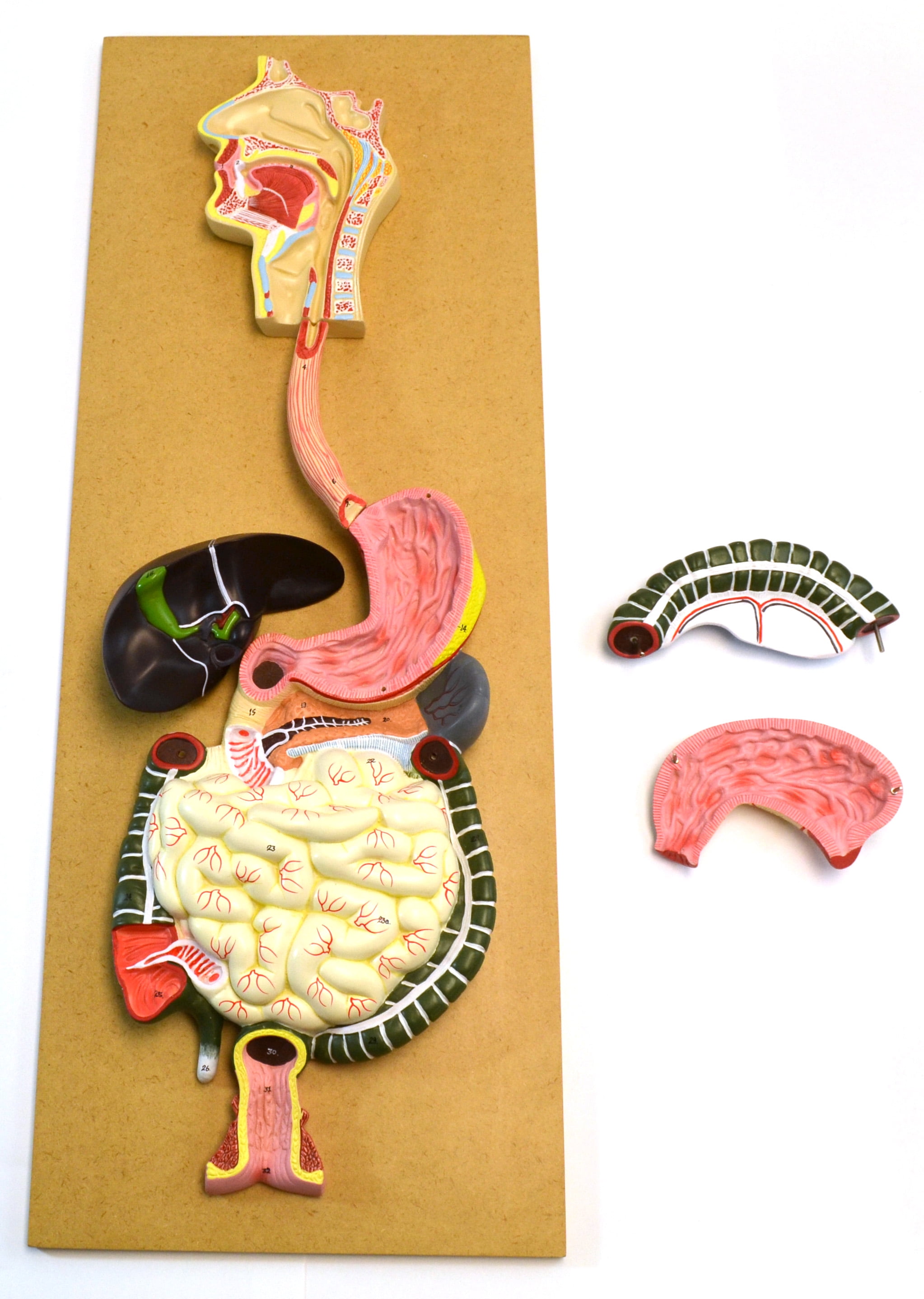 Eisco Labs Human Digestive System Model, Life Size, 32" Tall, 3 Parts ...
