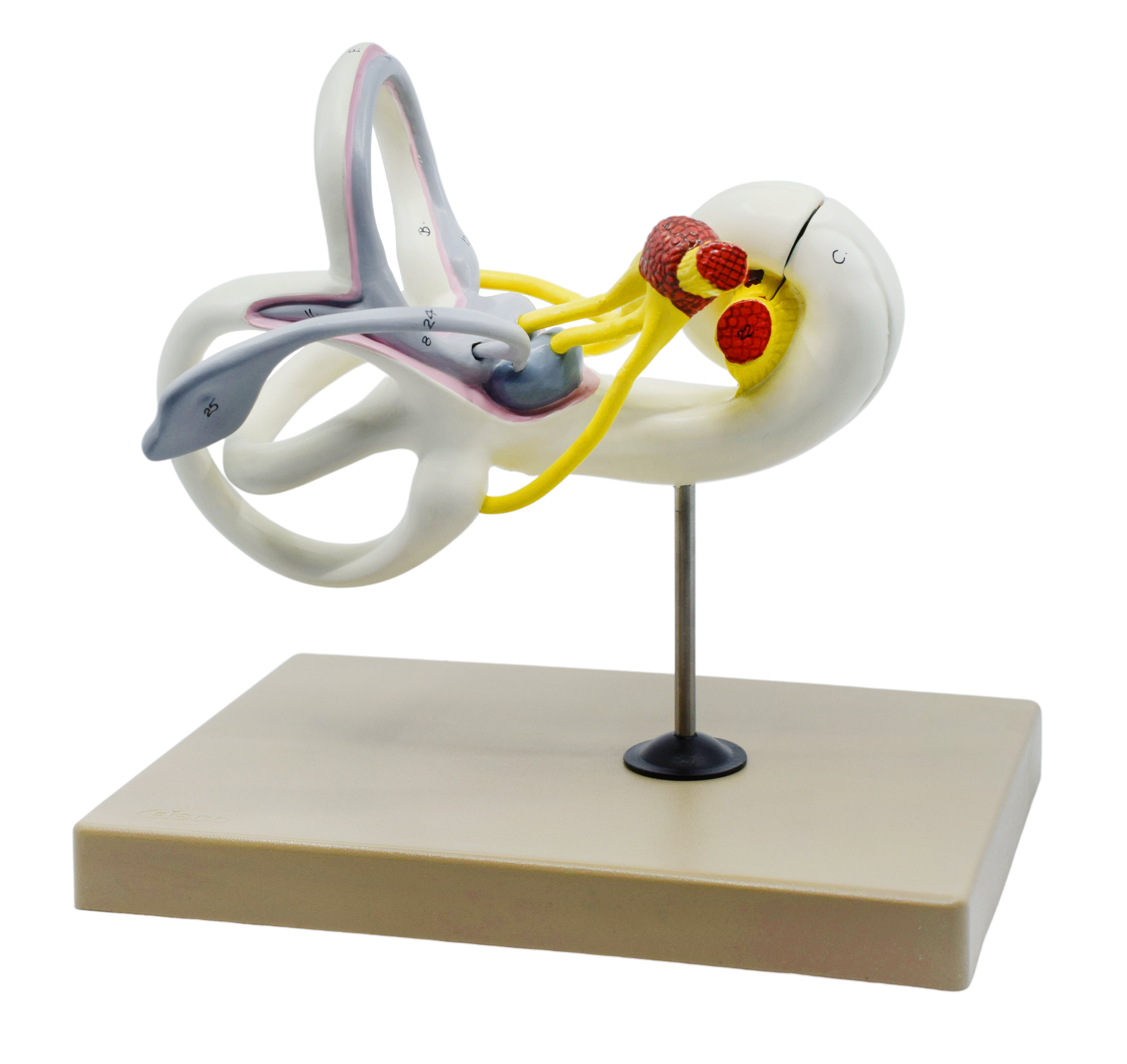 Eisco Labs Inner Ear Labyrinth Model, 16x Enlarged, Cochlea Anatomy ...