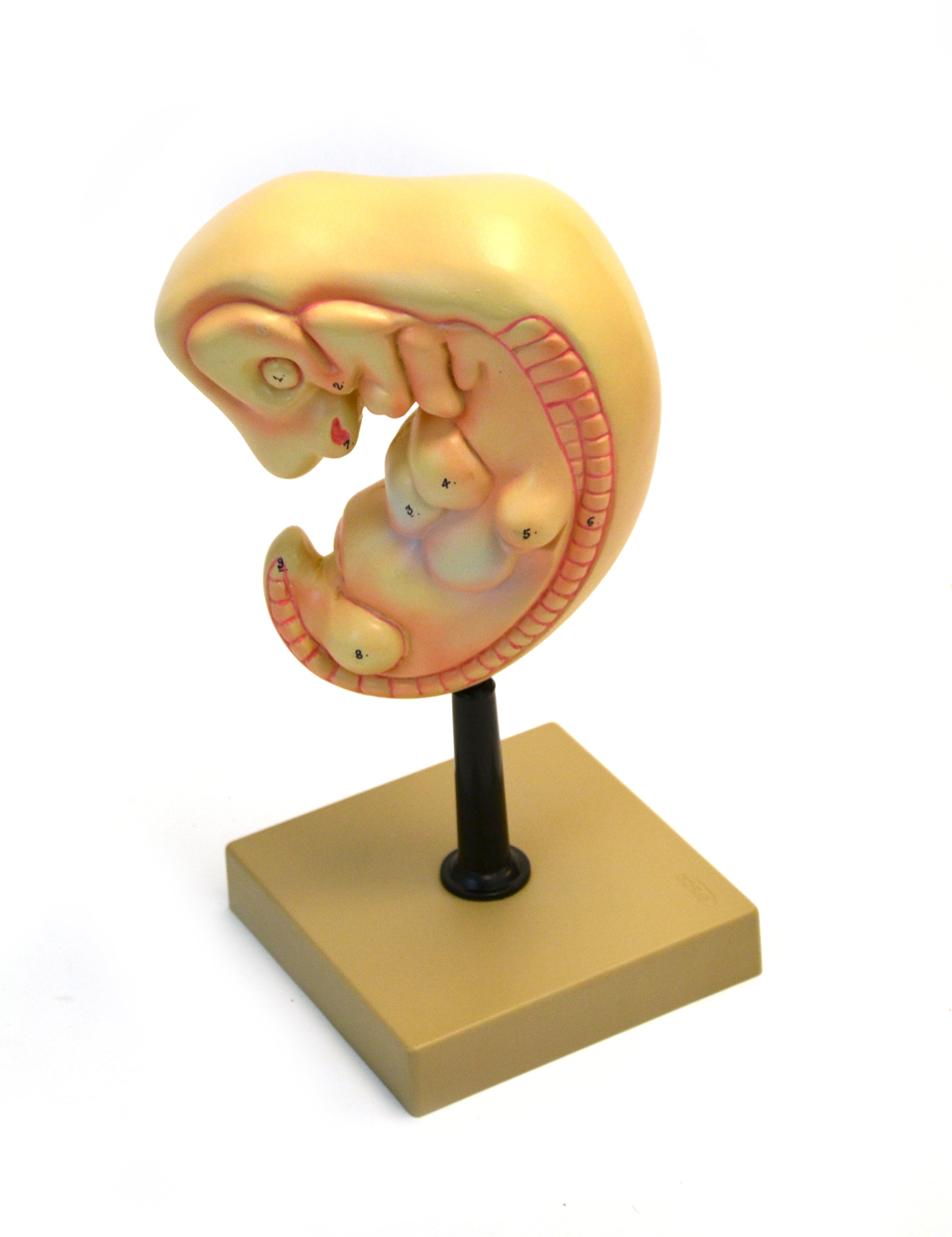 Eisco Labs Human Embryo Model, 4 weeks old - Walmart.com
