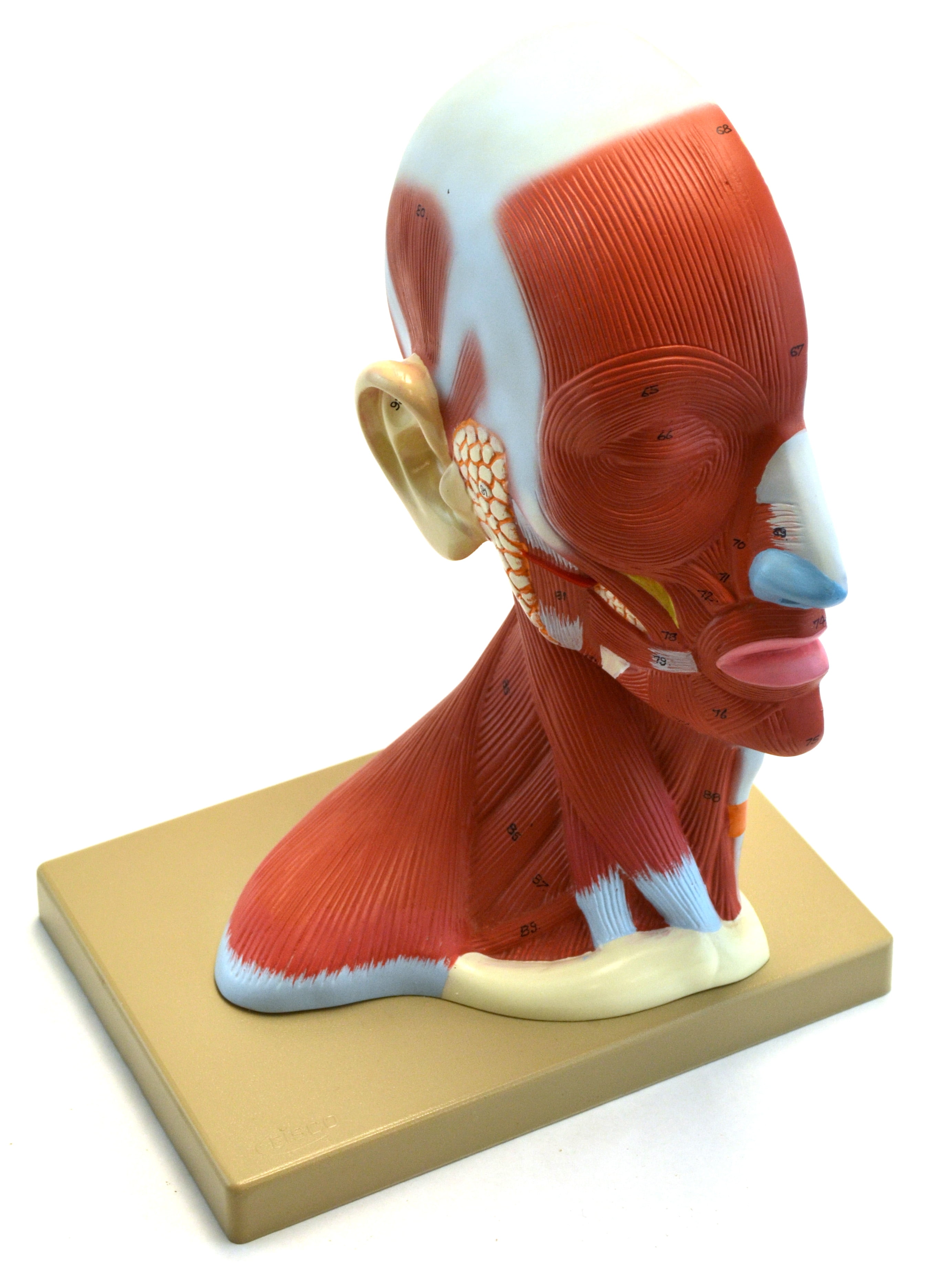 Eisco Labs Human Head Anatomical Model, Median Section, Life Size ...