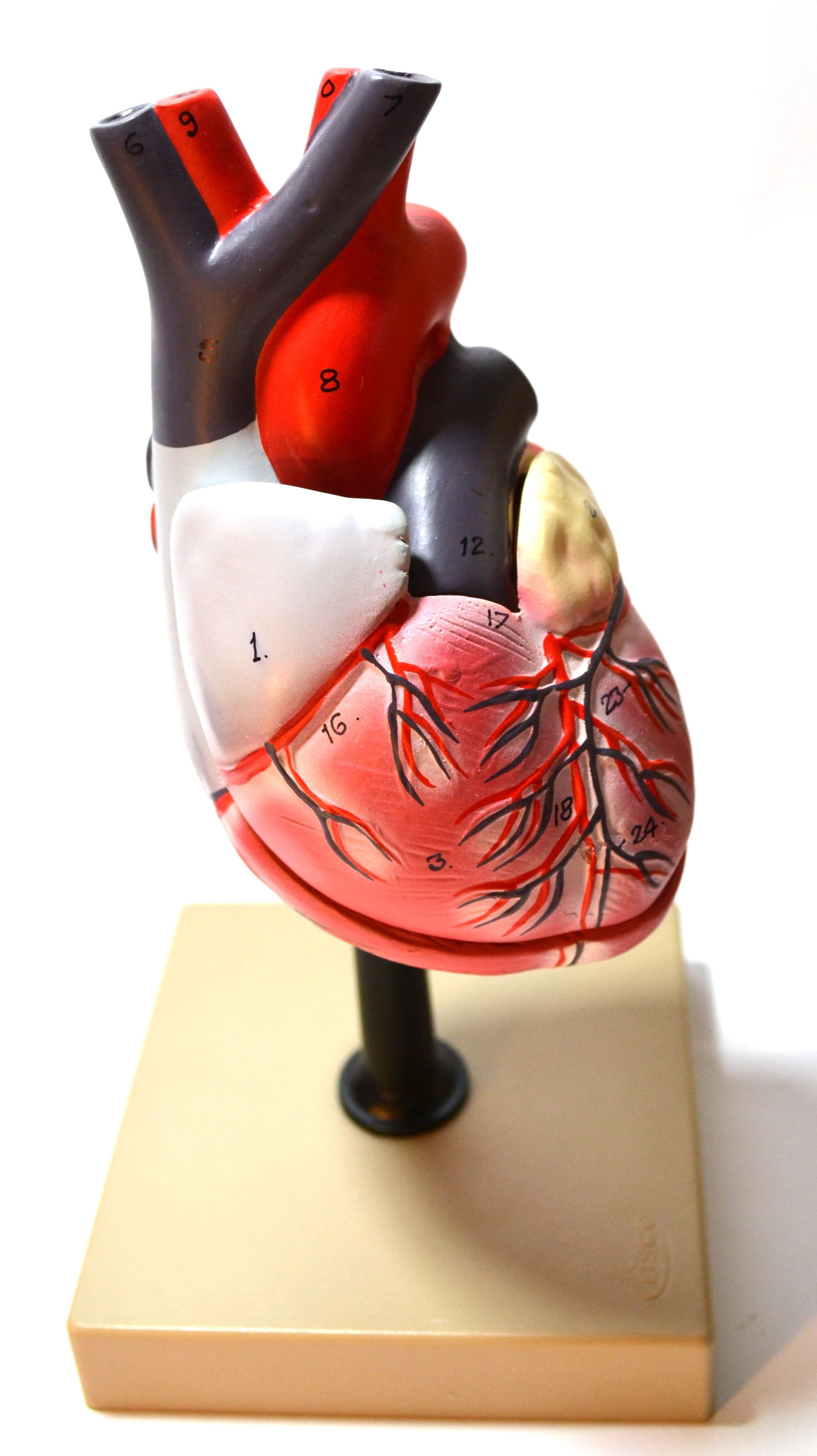Eisco Labs Human Heart Model; Larger than Life Size (8" in height); On ...