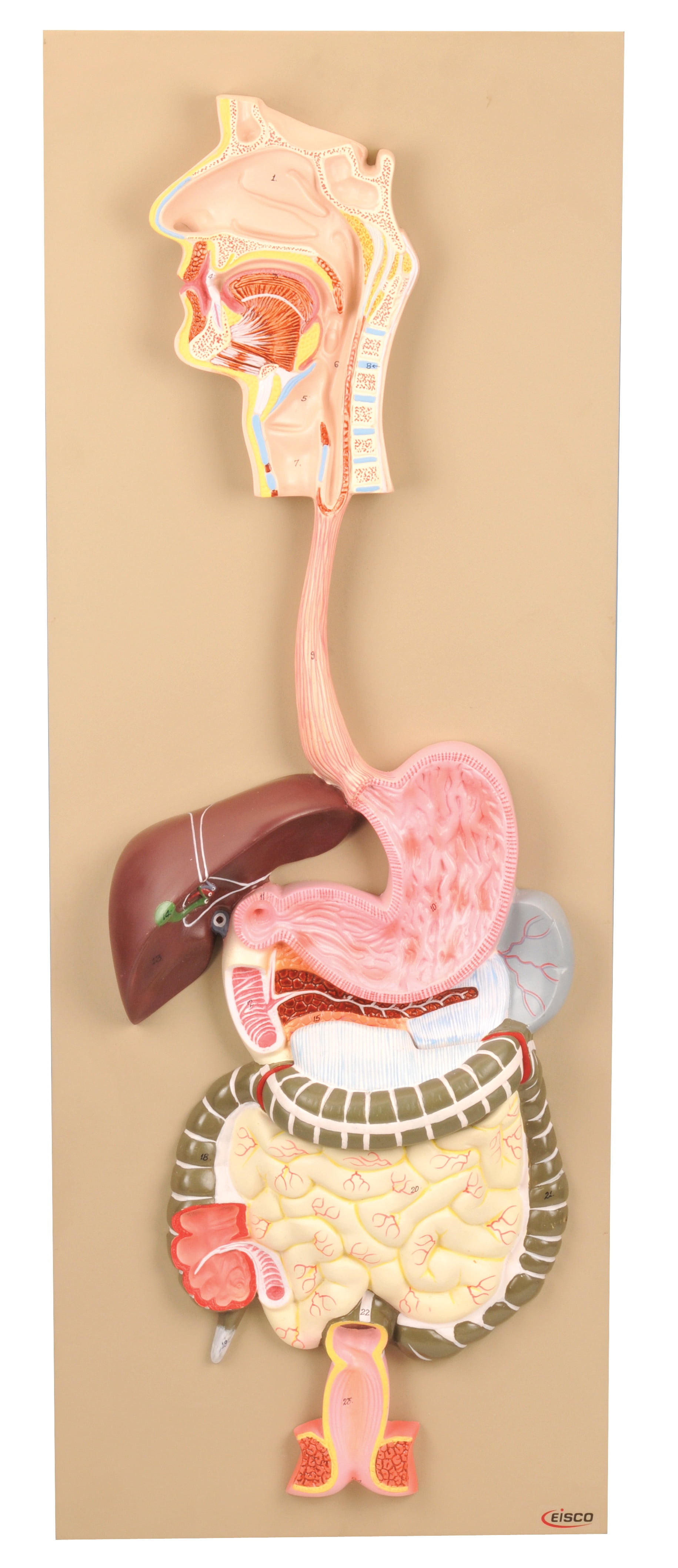 Eisco Labs Model Human Digestive System, 2 Parts - Walmart.com