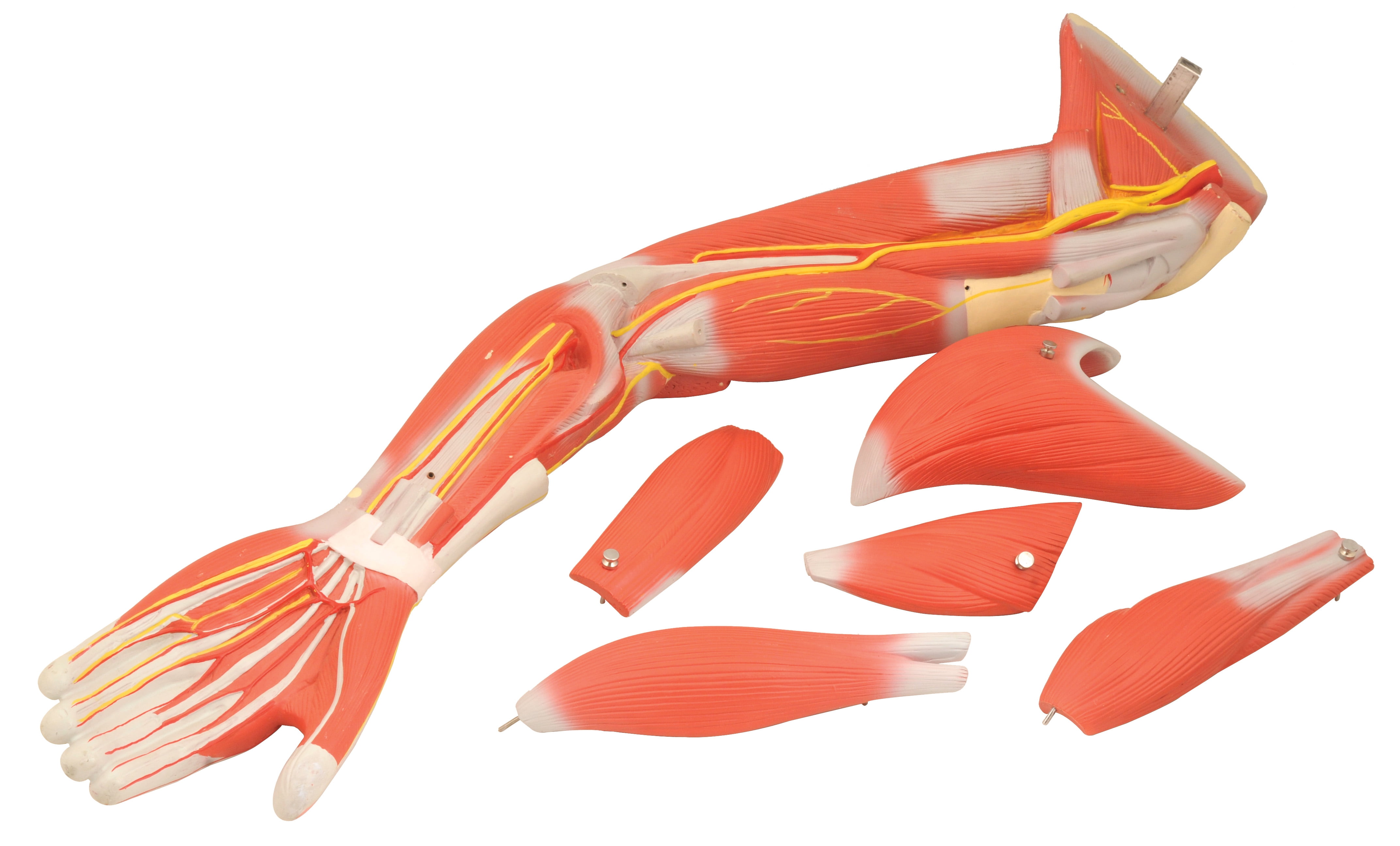 Eisco Labs Model of Human Muscular Arm; 5 removable muscles; On Stand ...