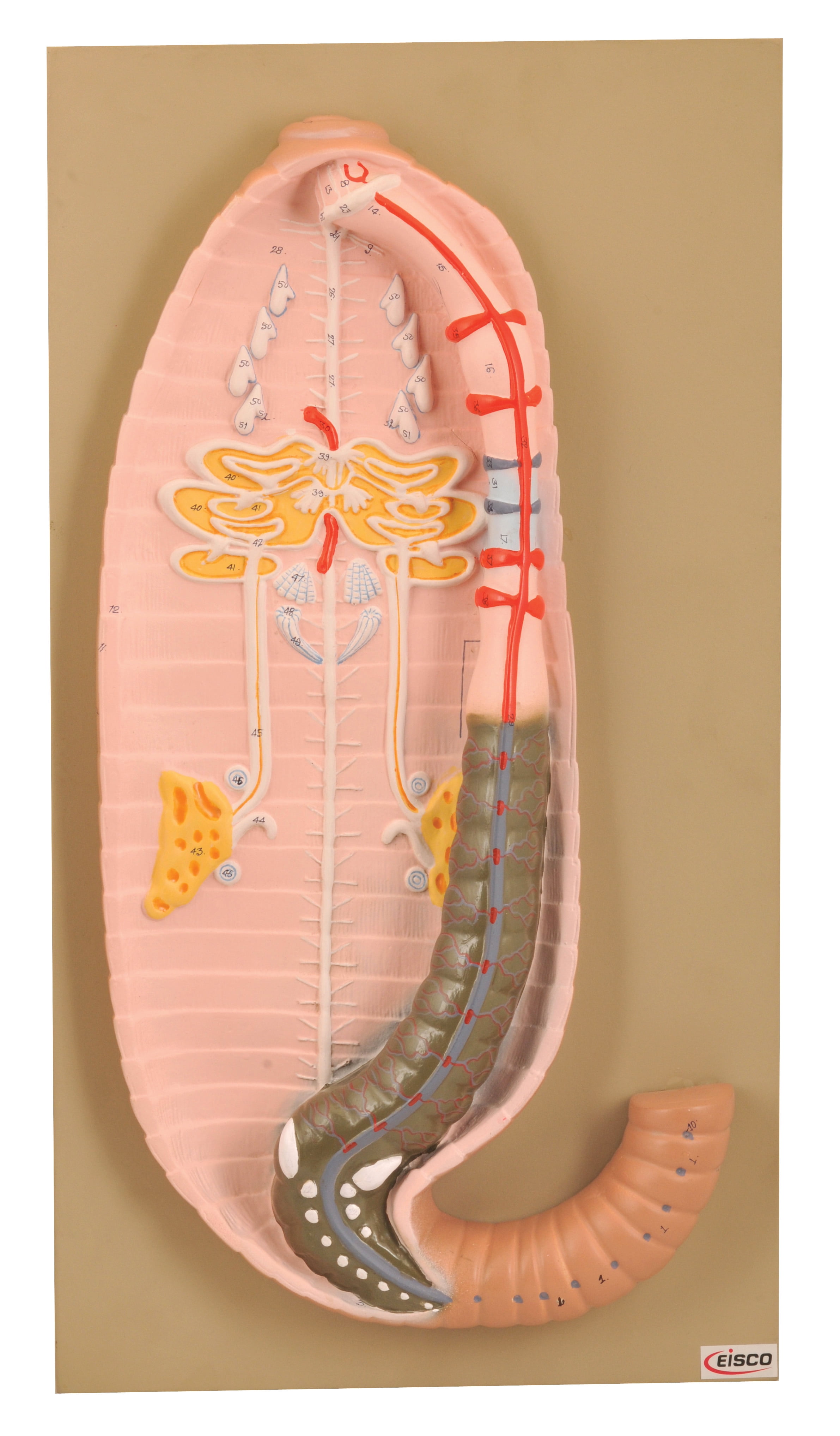 Eisco Labs Premium Earthworm Dissection Model; Large Size - 19" long, 7 ...