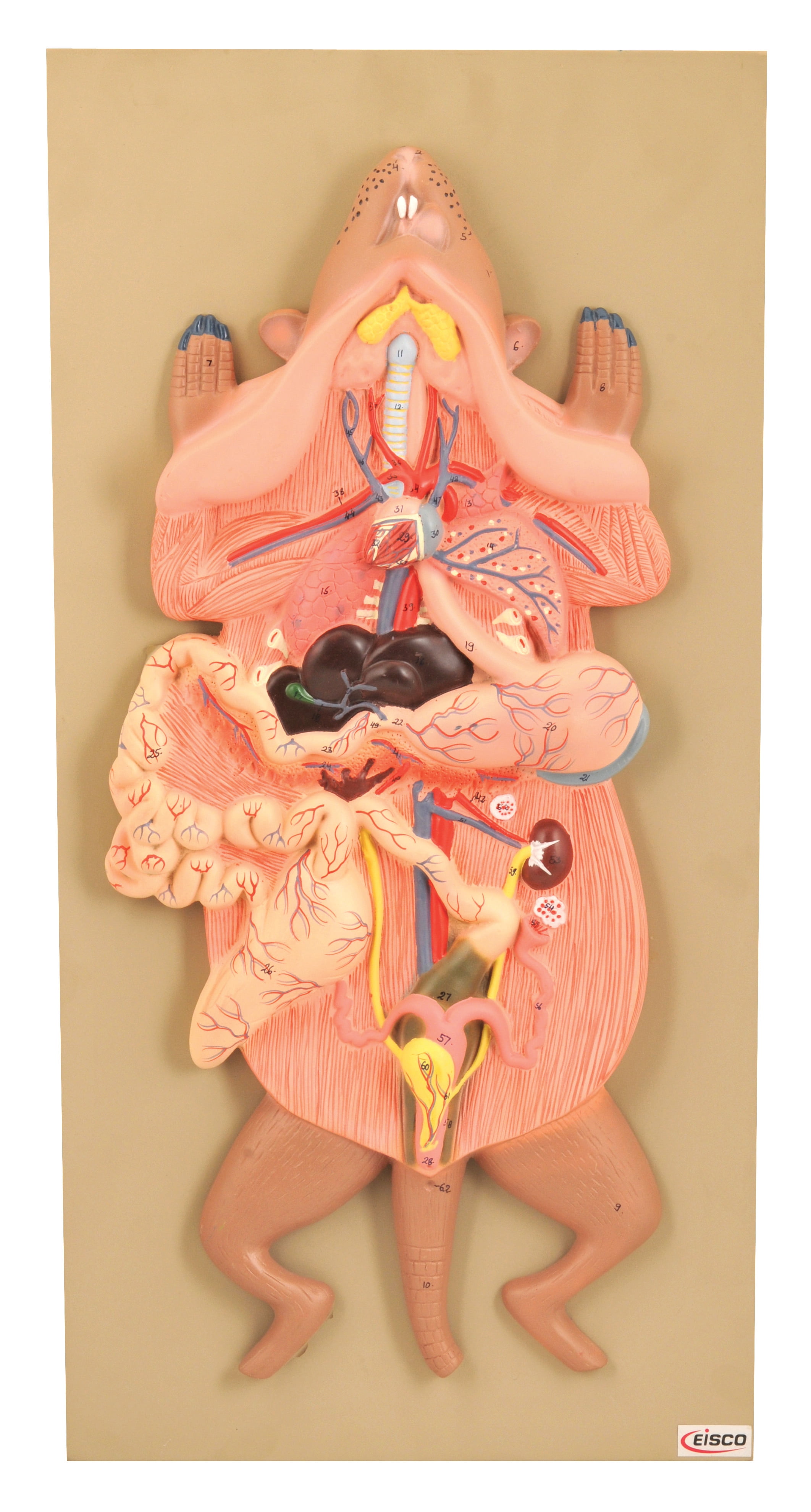 Eisco Labs Rat Dissection Model - Walmart.com