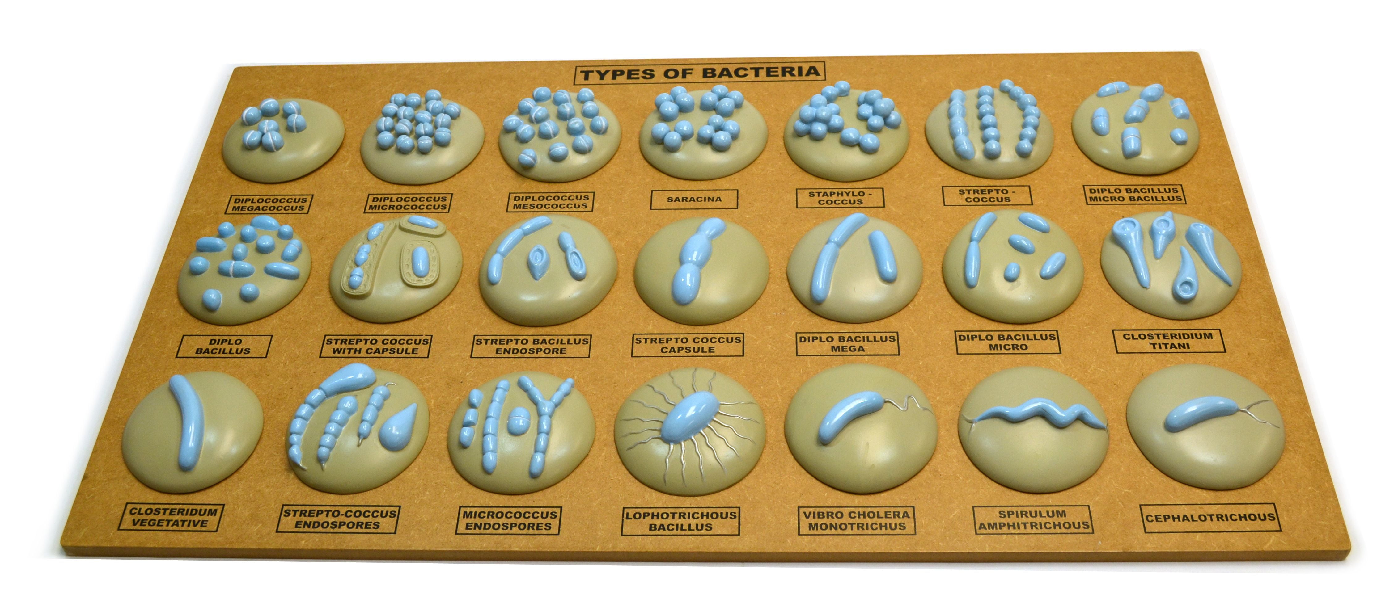 Eisco Labs Types of Bacteria Model - 21 different Models Mounted on ...