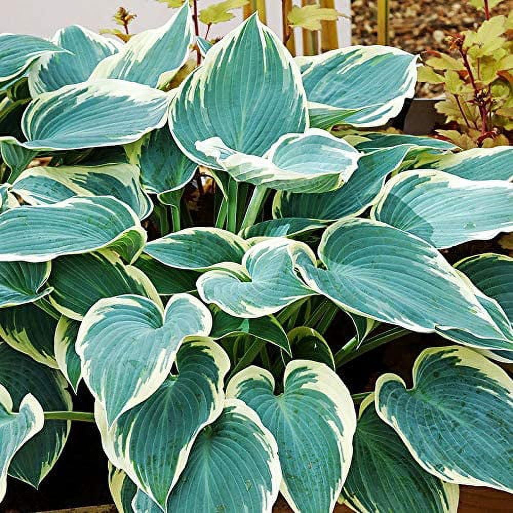 El Nino Hosta Flower Root - Grows Great in Shade - Attracts Butterflies ...