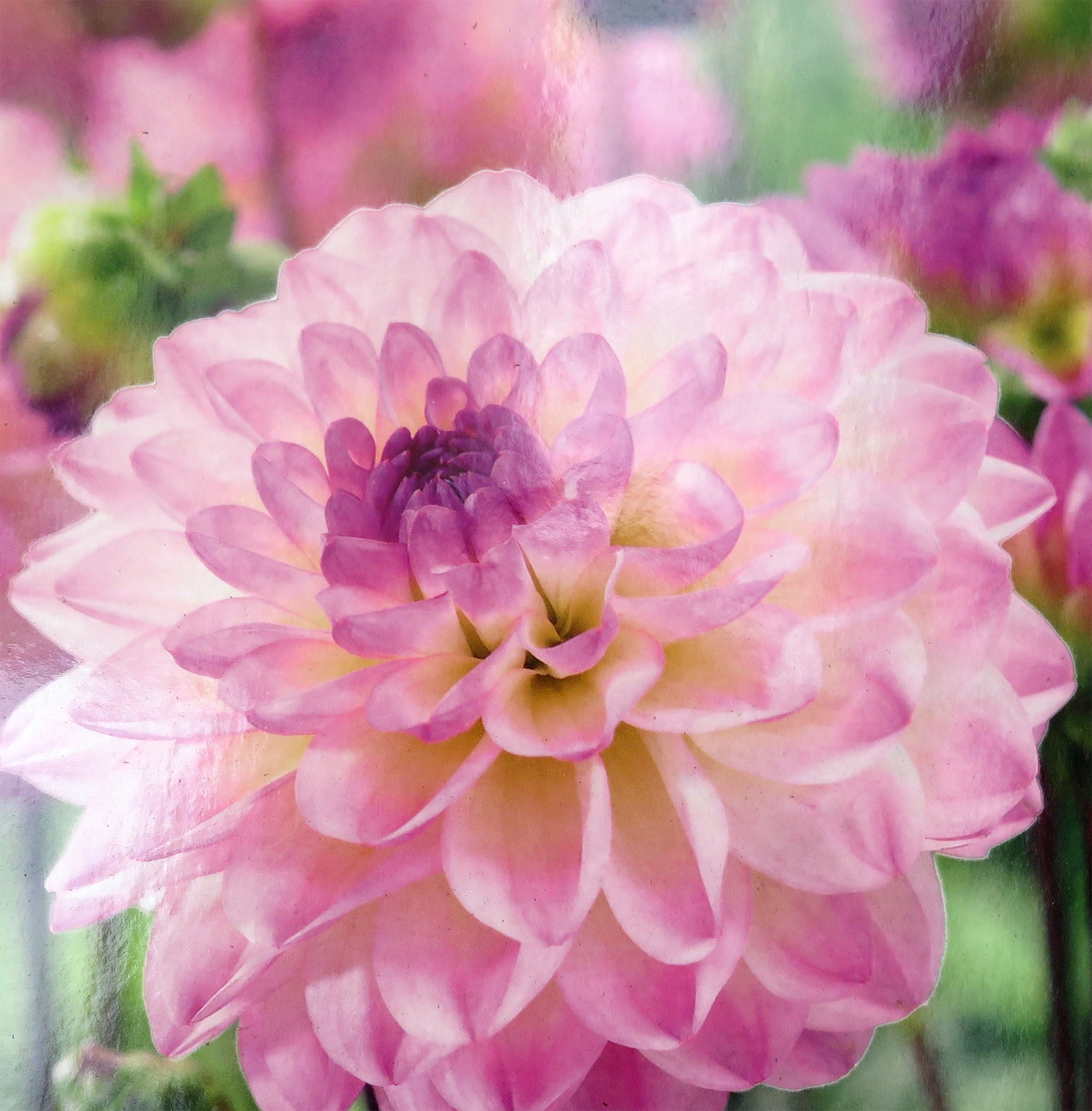 El Paso - Decorative Flower - #1 Size Root Clump - Walmart.com