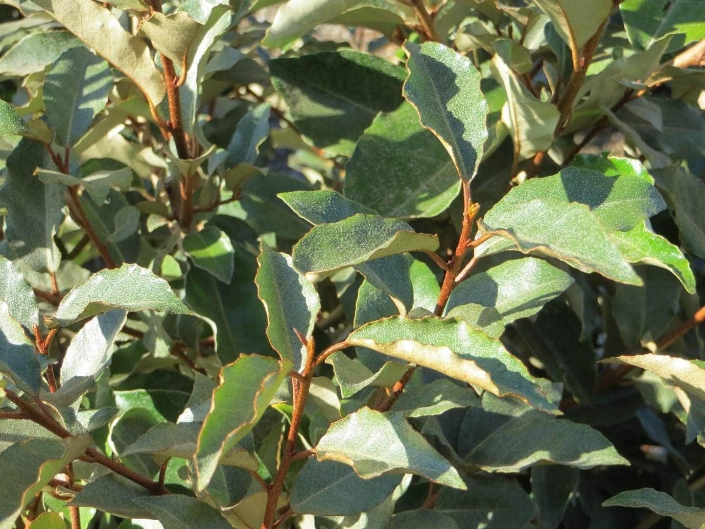 Elaeagnus Pungens I 1 Large Gallon Size Plant I Thorny Olive I Hardy ...