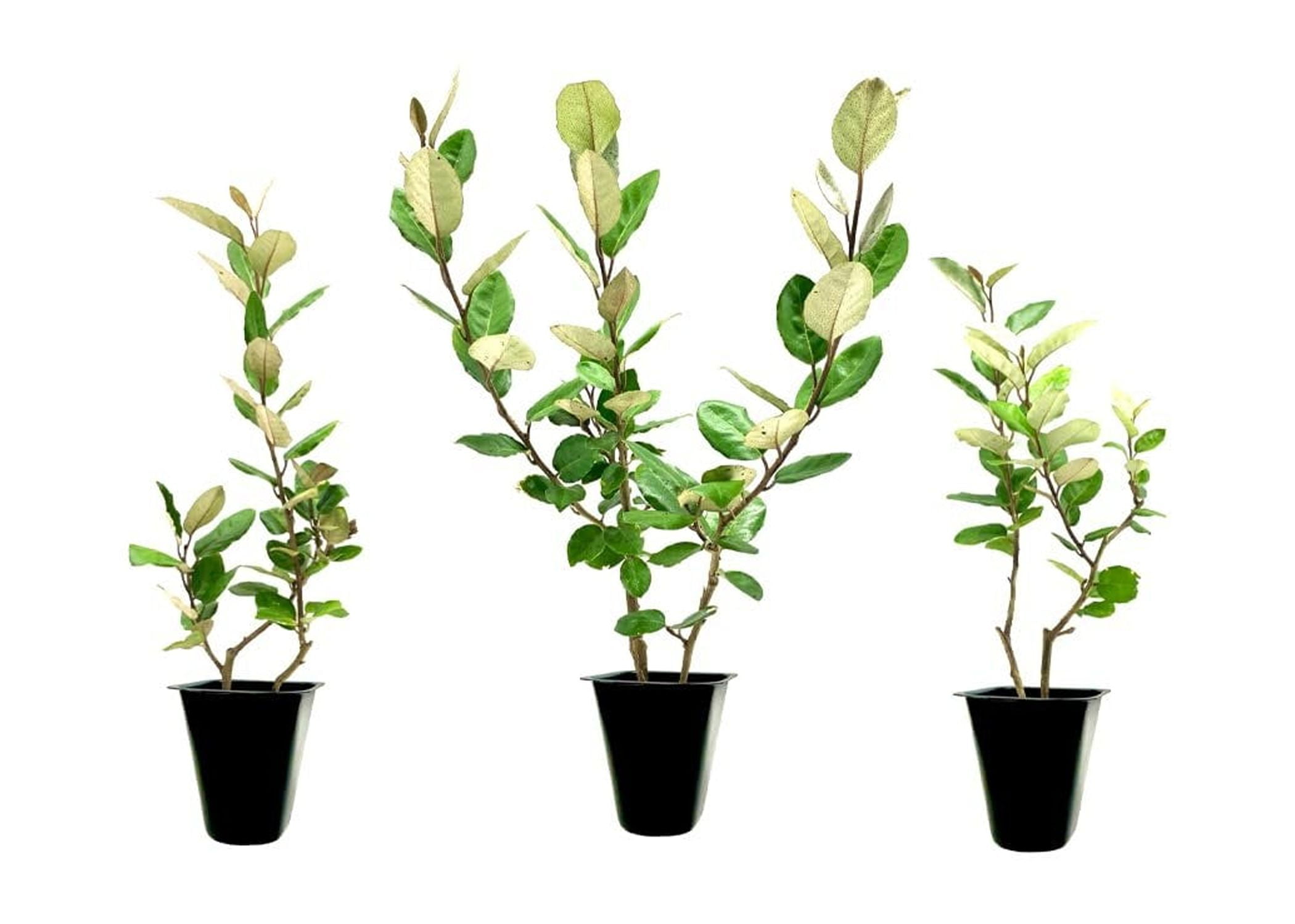 Elaeagnus Pungens I 20 Live Plants I Thorny Olive I Hardy Evergreen ...