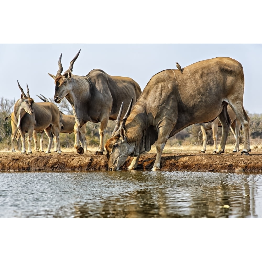 Eland drinking water; Mashatu Botswana by Its About Light / Design Pics ...