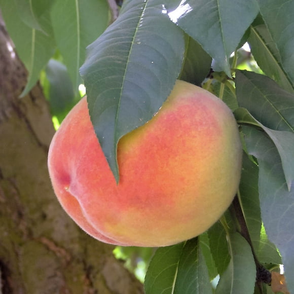 Fruit Trees in Trees - Walmart.com
