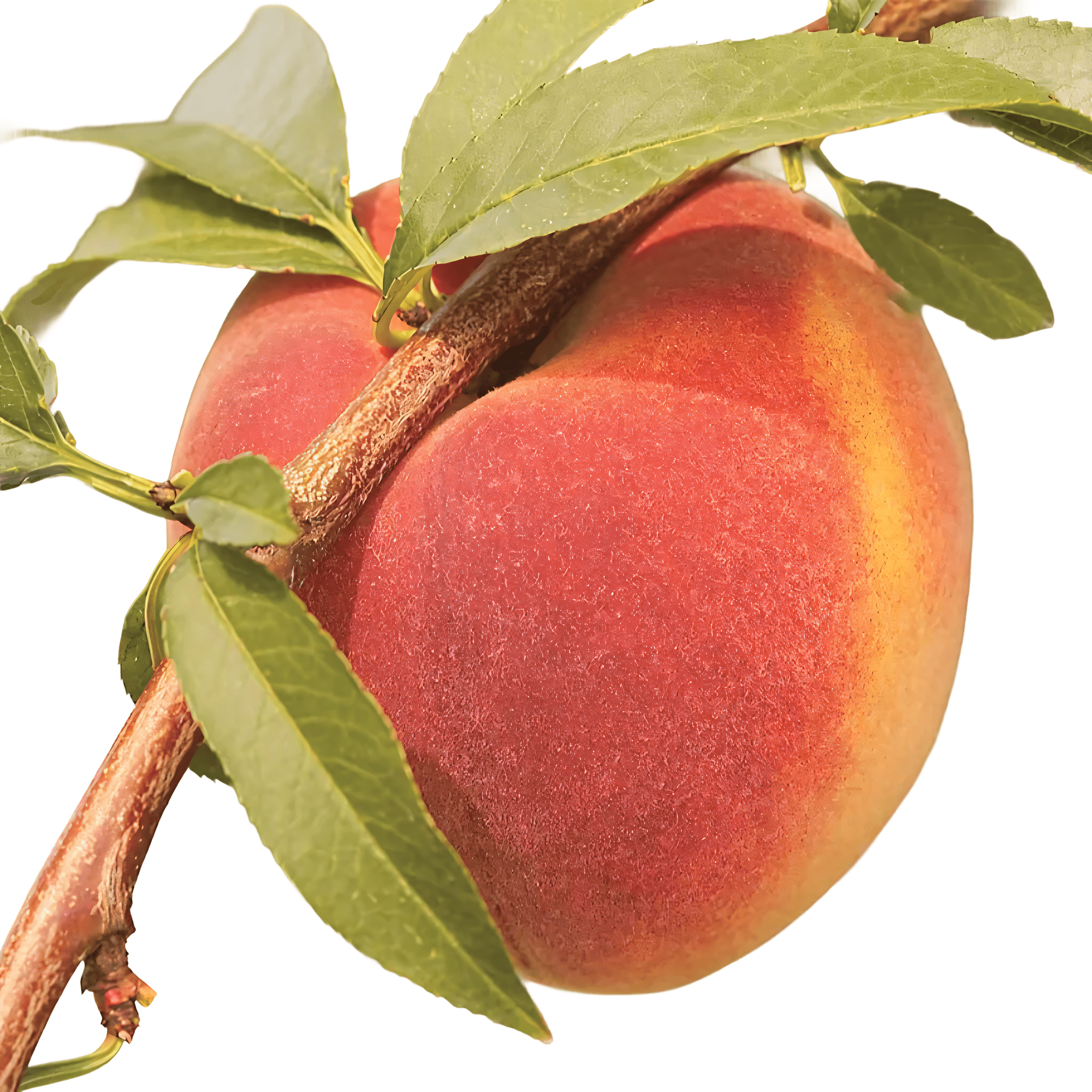 Elberta Peach Tree – Live Fruit Tree with Golden Peaches for Gardens ...