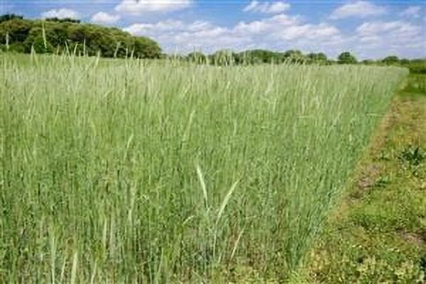 Elbon Rye Grain Seed - 50 Lbs. Winter Hardy Pasture Grass for Clover ...