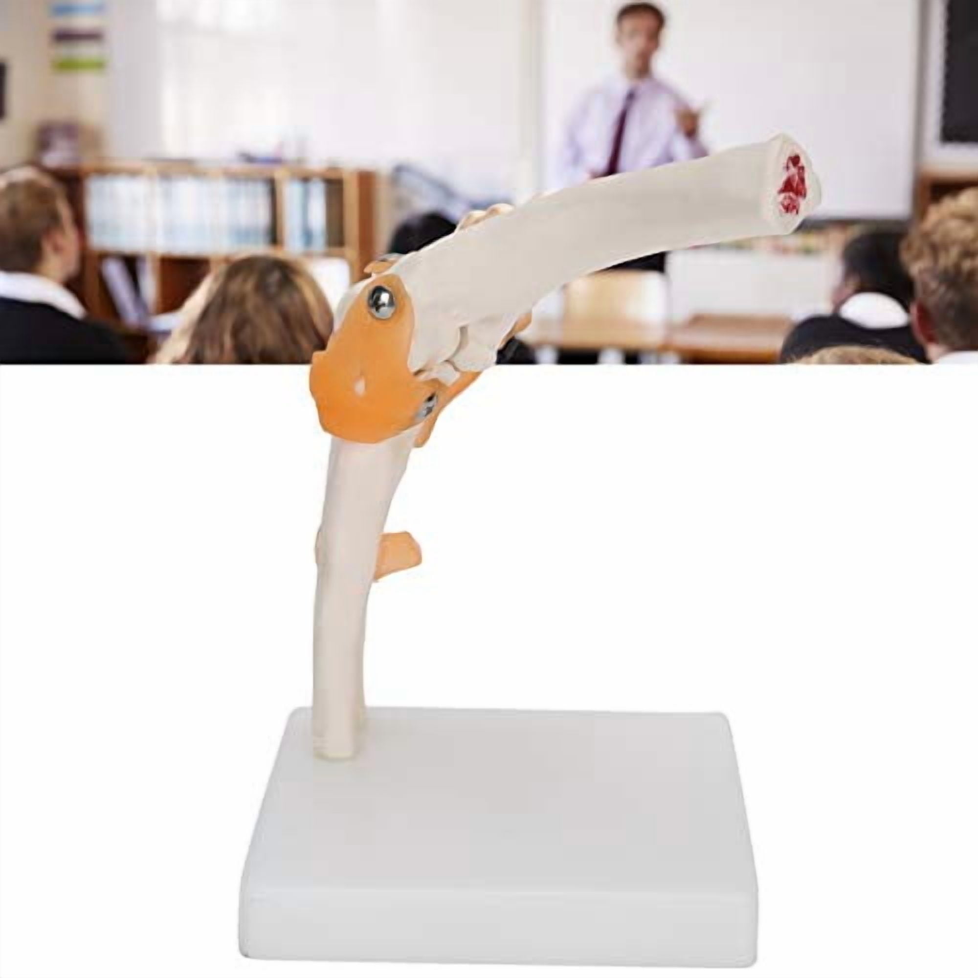 Elbow Joint Model, Elbow Joint Model Life Size Accurate Elbow Skeleton ...