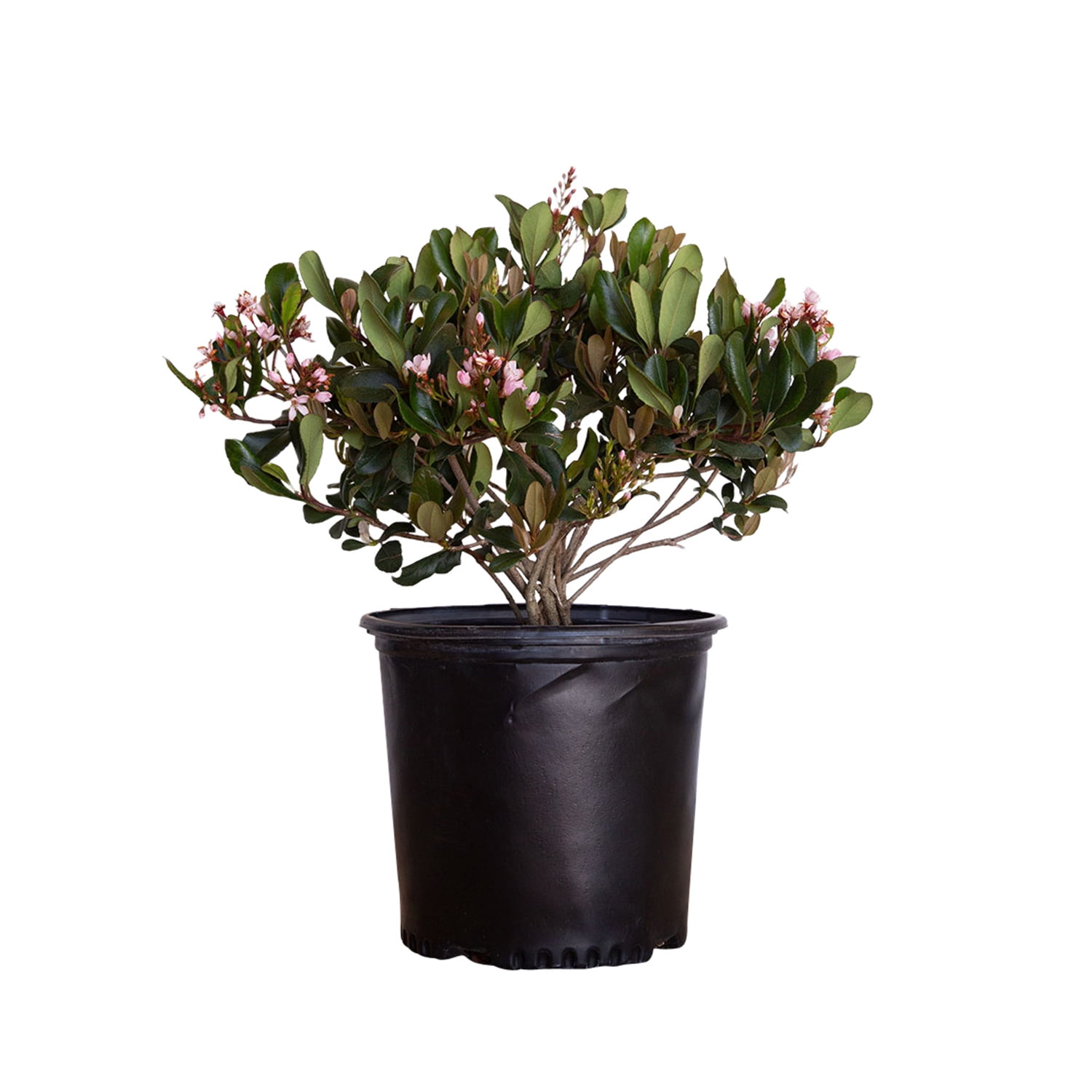 Eleanor Taber Indian Hawthorn (2.5 Gallon) Pink Blooming Evergreen ...