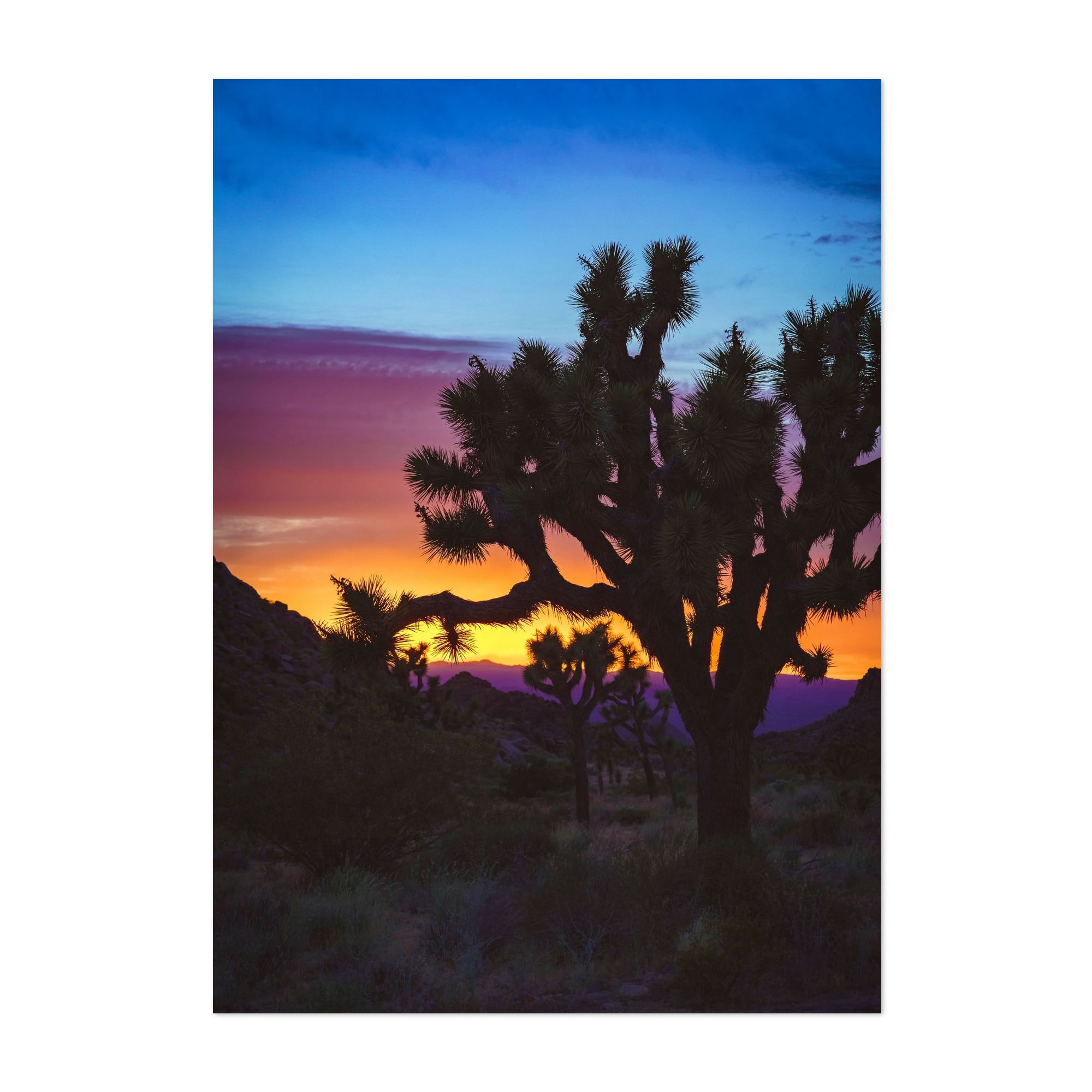 Electric Sunset in Joshua Tree National Park - Joshua Tree California ...