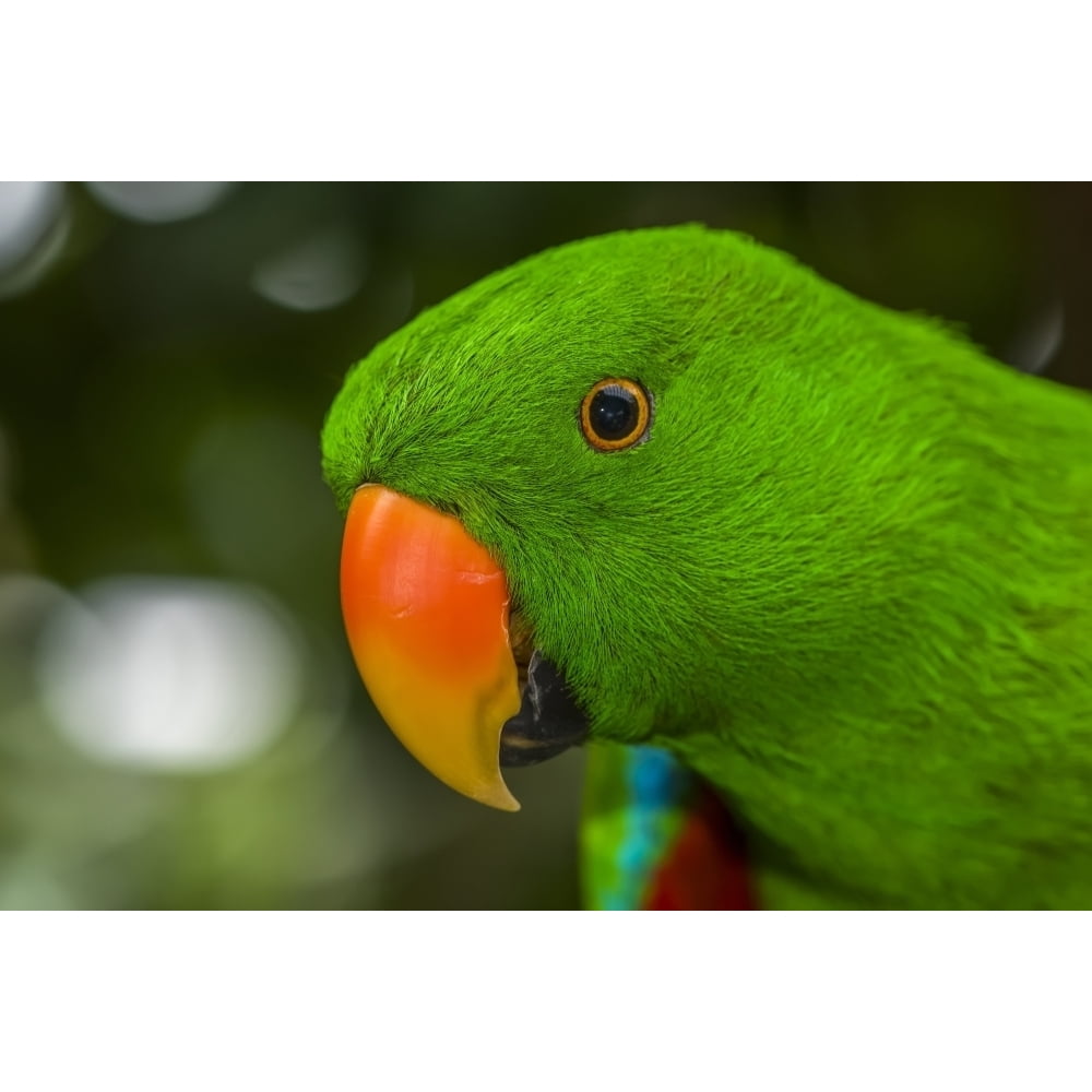 Electus Parrot At Victoria Butterfly Gardens; Victoria British Columbia ...
