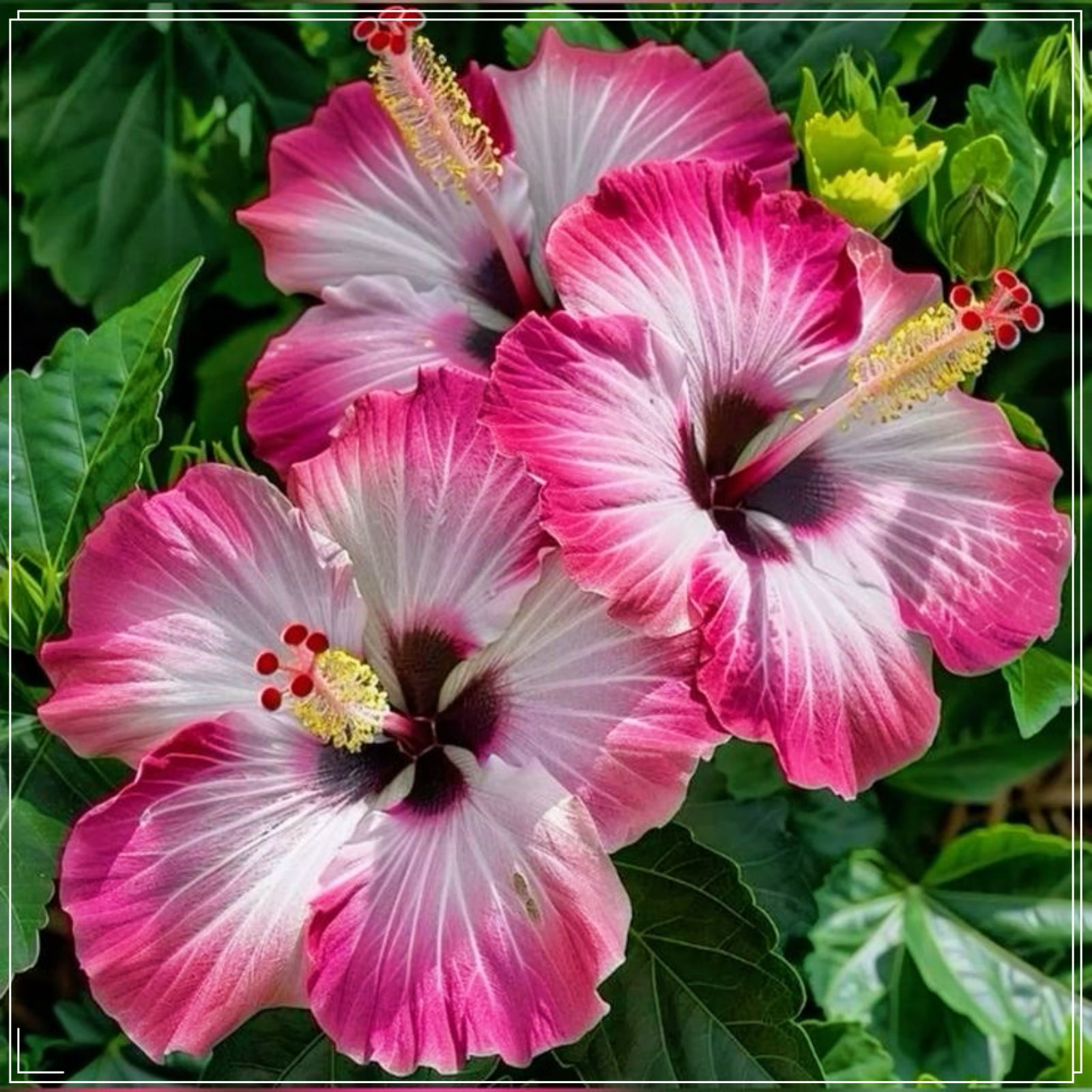 Elegance Perennial - Hibiscus Bare Roots - Low Maintenance - Ideal for ...