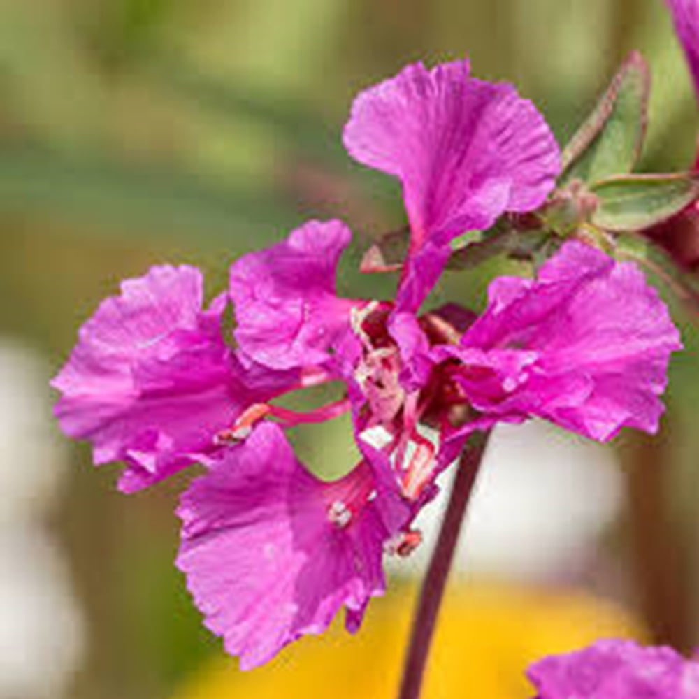 Elegant Clarkia Seed - Clarkia elegans, Non-GMO, 100 Seeds, Gorgeous ...
