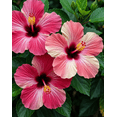 Elegant Hibiscus, Water-saving Perennial Decor for Plant Hangers & Lawn ...