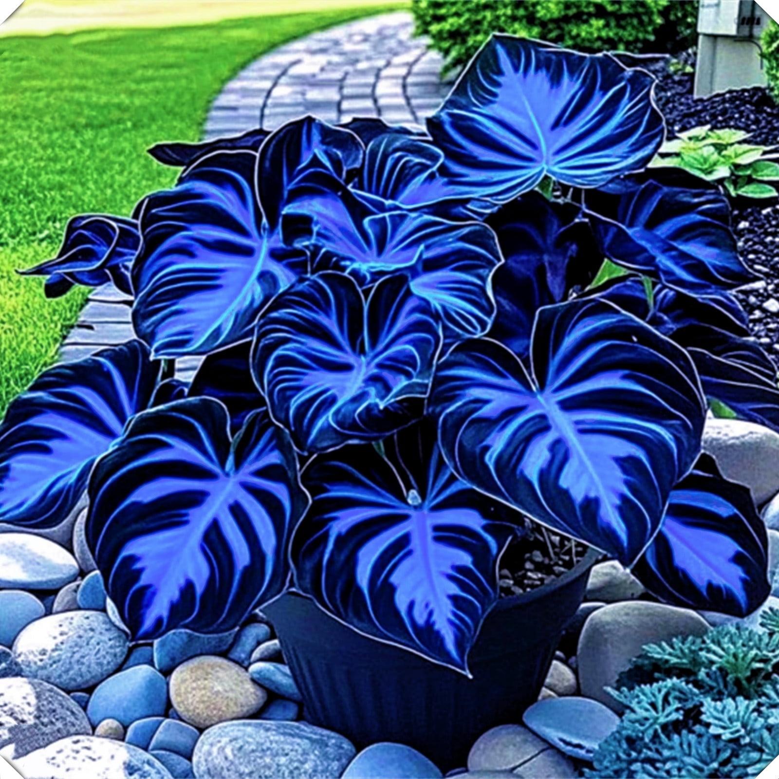 Elegant Hosta-Bulbs-for-Planting - Garden Stake, Perfect for Outdoor ...