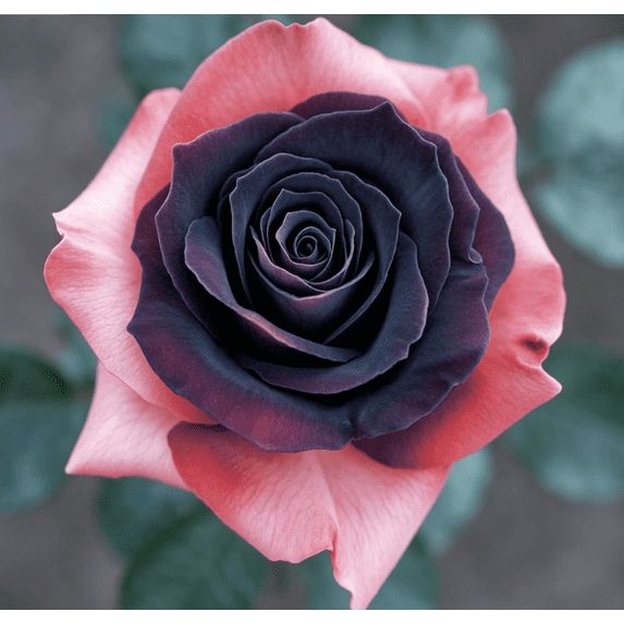 Elegant Premium Rose - Tall and straight - Rich fragrance - Perfect for ...