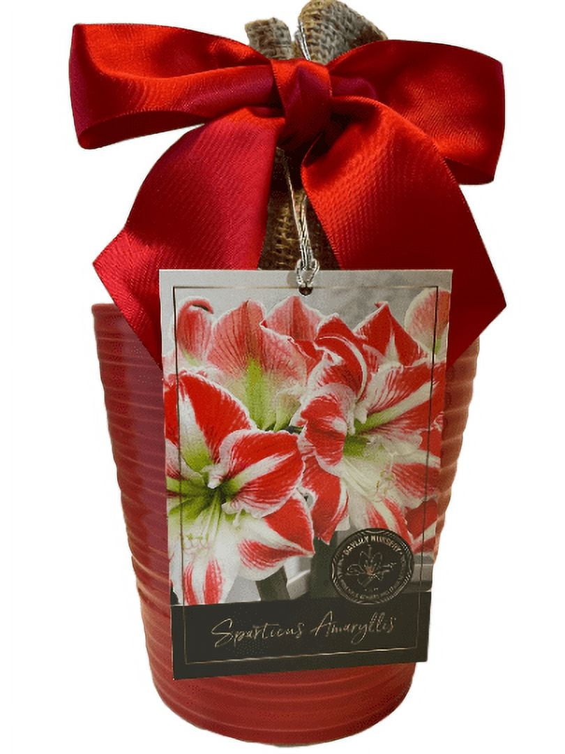 Daylily Nursery Sparticus Amaryllis Plant Bulbs, Red Ceramic Pot ...
