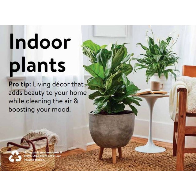 Element 8IN Assorted Cacti and Succulent, Live Plants - Walmart.com