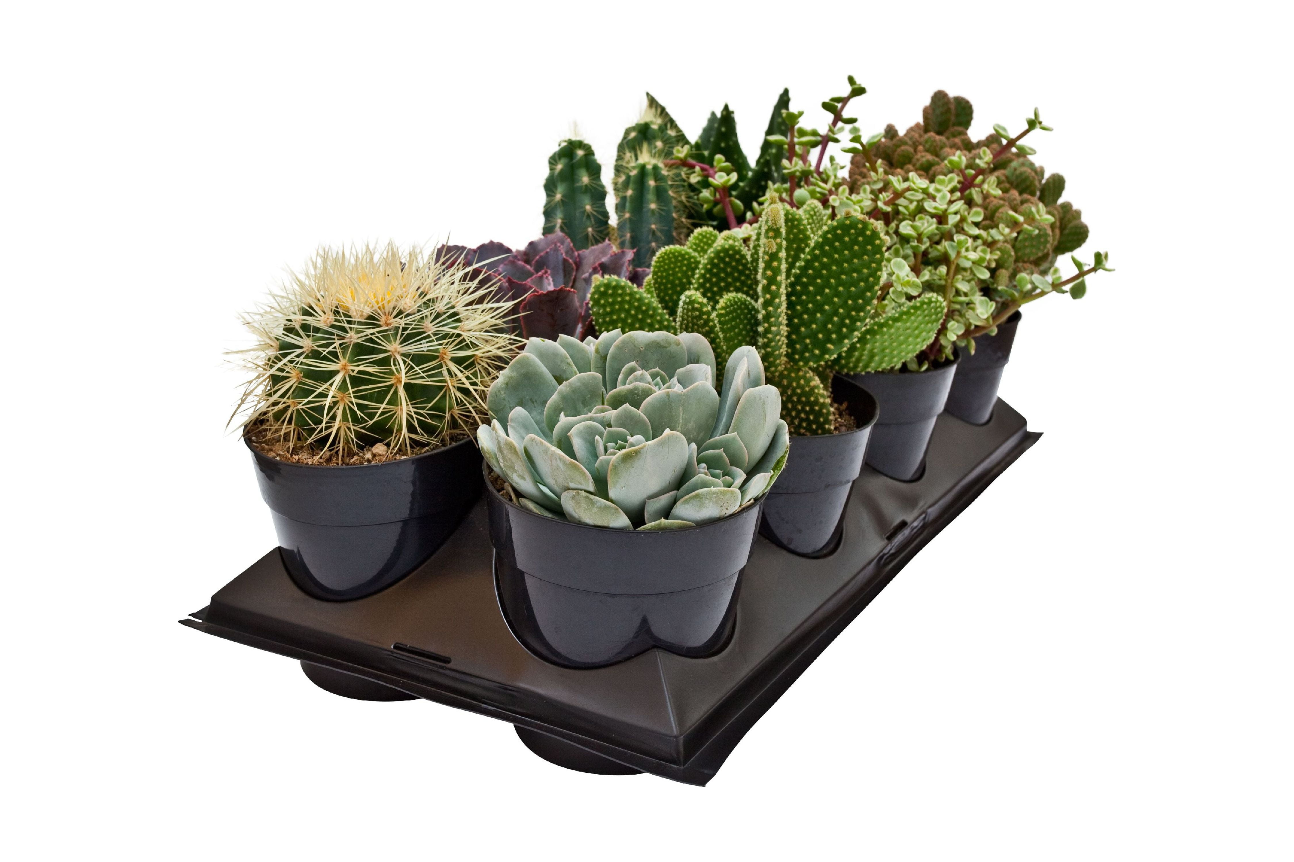 Element 8IN Assorted Cacti and Succulent, Live Plants - Walmart.com